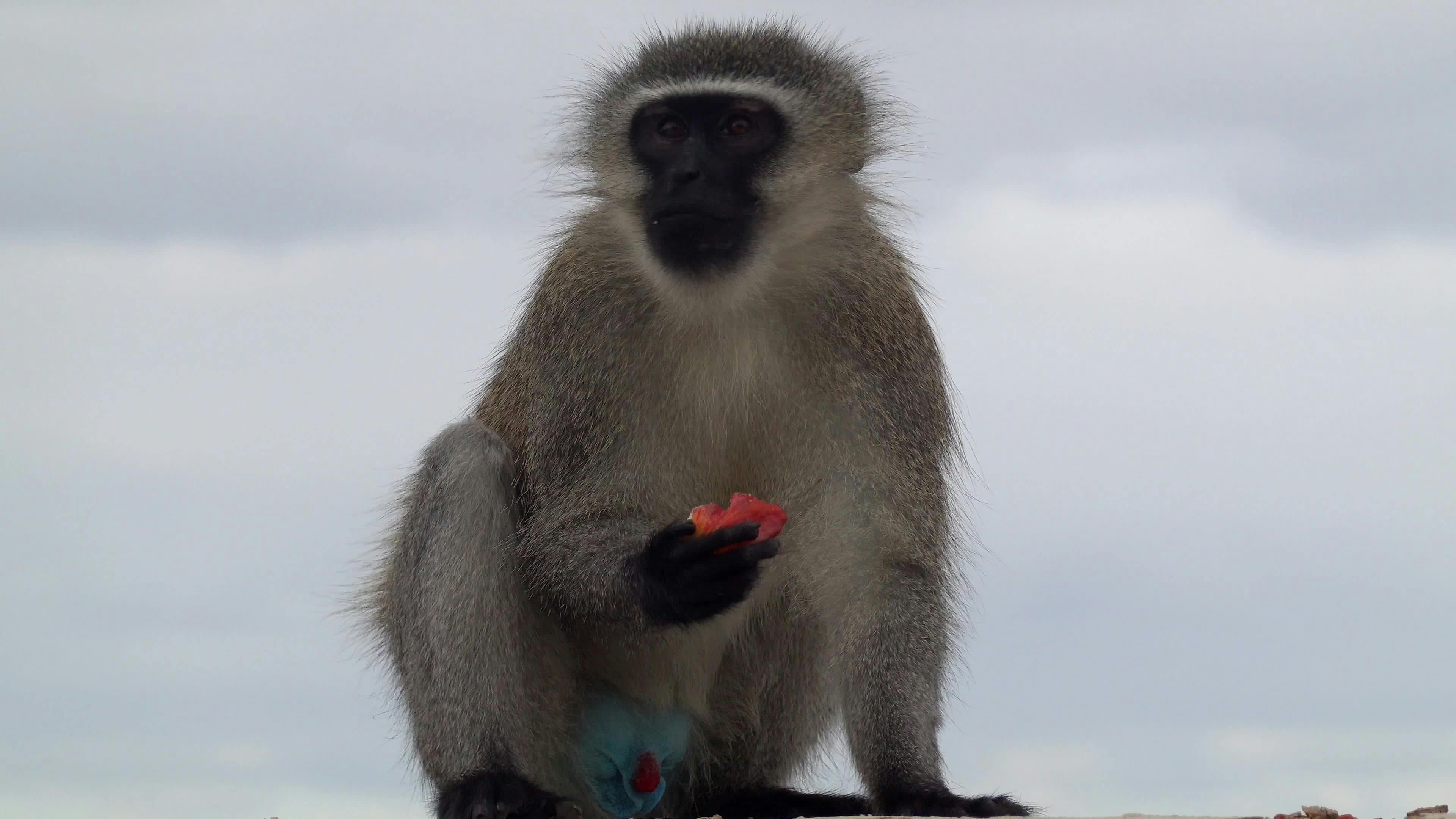 Monkey In A Site Videos, Download The BEST Free 4k Stock Video Footage ...