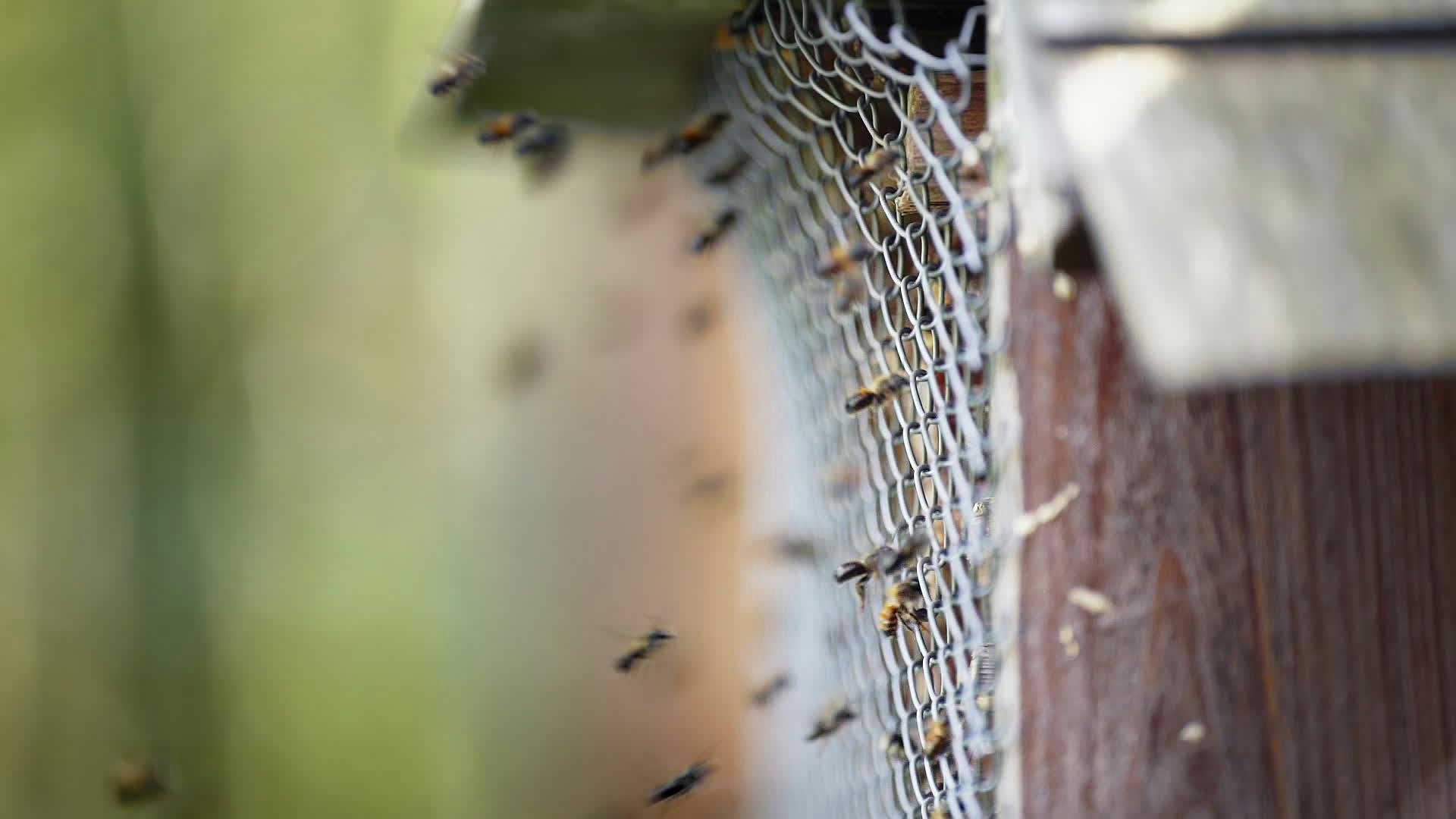 Flower Cdesktop Backgrounds Videos, Download The BEST Free 4k Stock ...