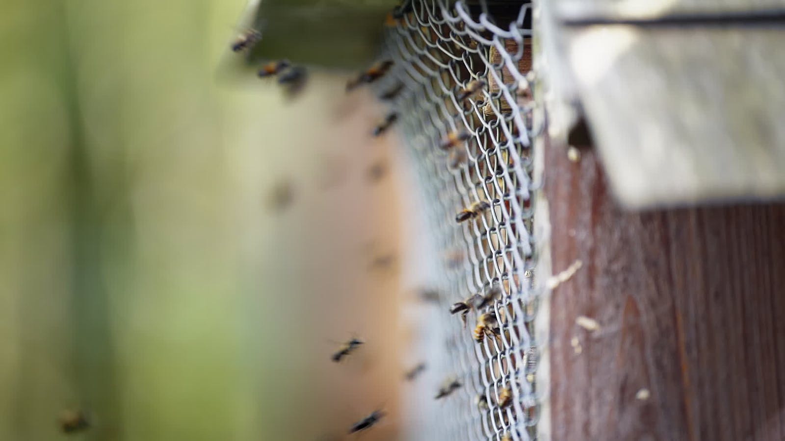 Bees Backgrounds Videos, Download The BEST Free 4k Stock Video Footage ...