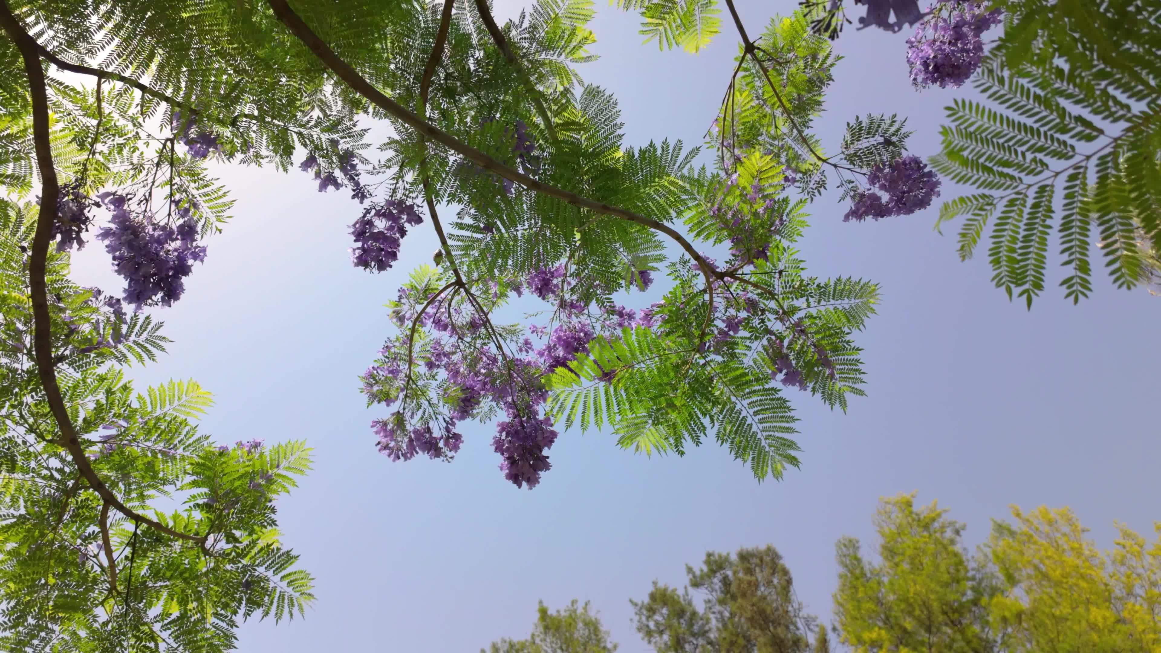 Jacaranda Background Videos, Download The BEST Free 4k Stock Video ...