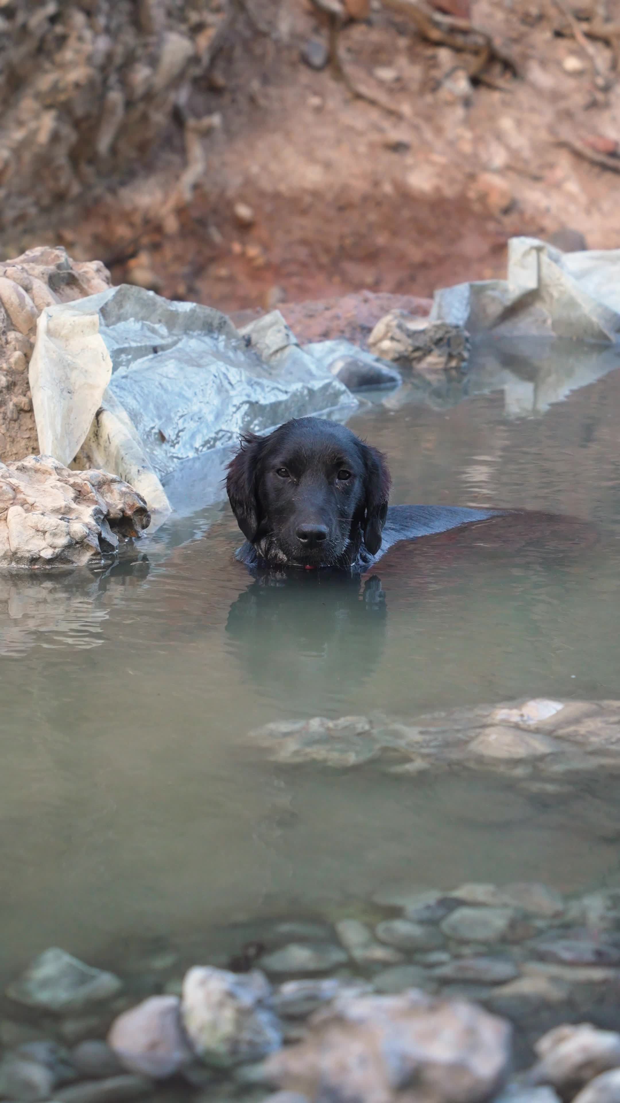 A Pup Enjoying The Hot Spring Free Stock Video Footage, Royalty-Free 4K ...
