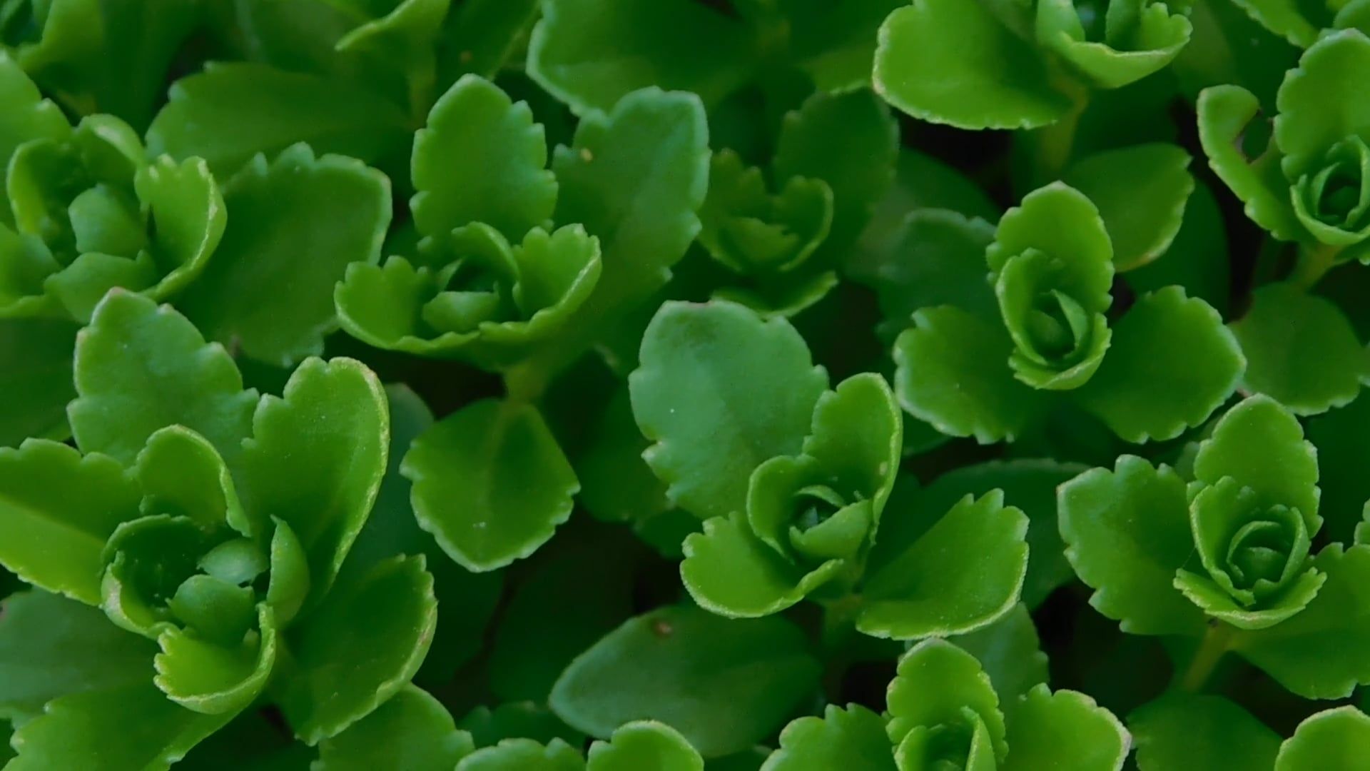 Green Tiny Plants · Free Stock Video