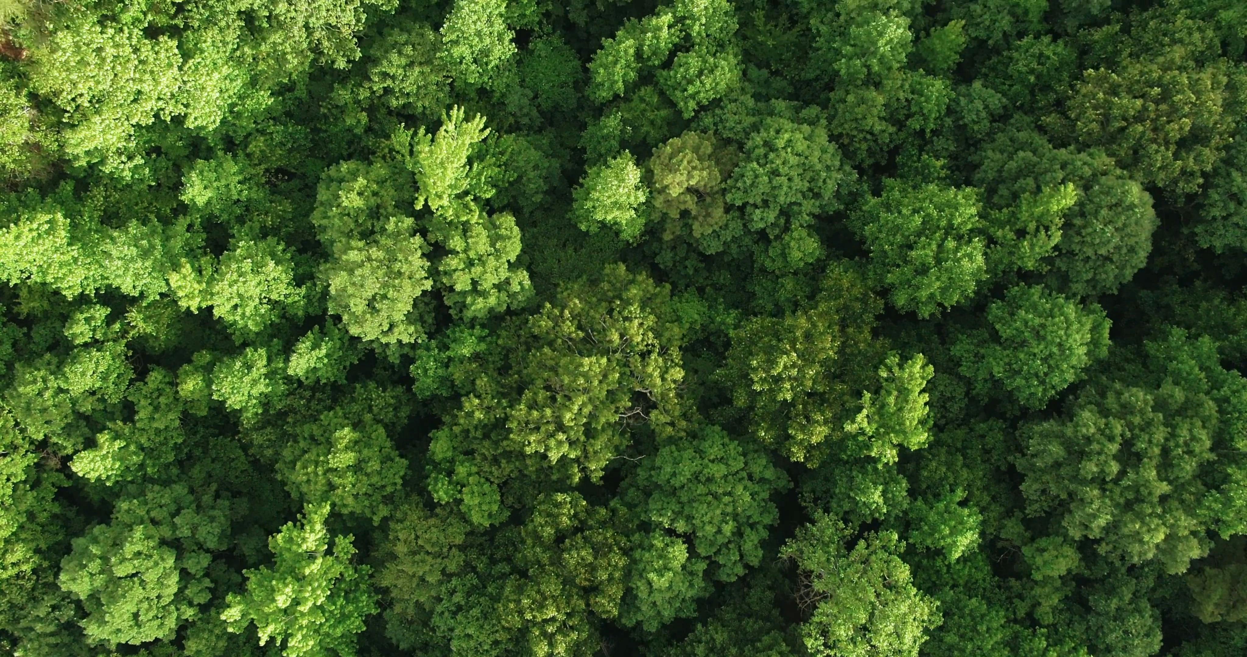 Aerial View Of Forest · Free Stock Video