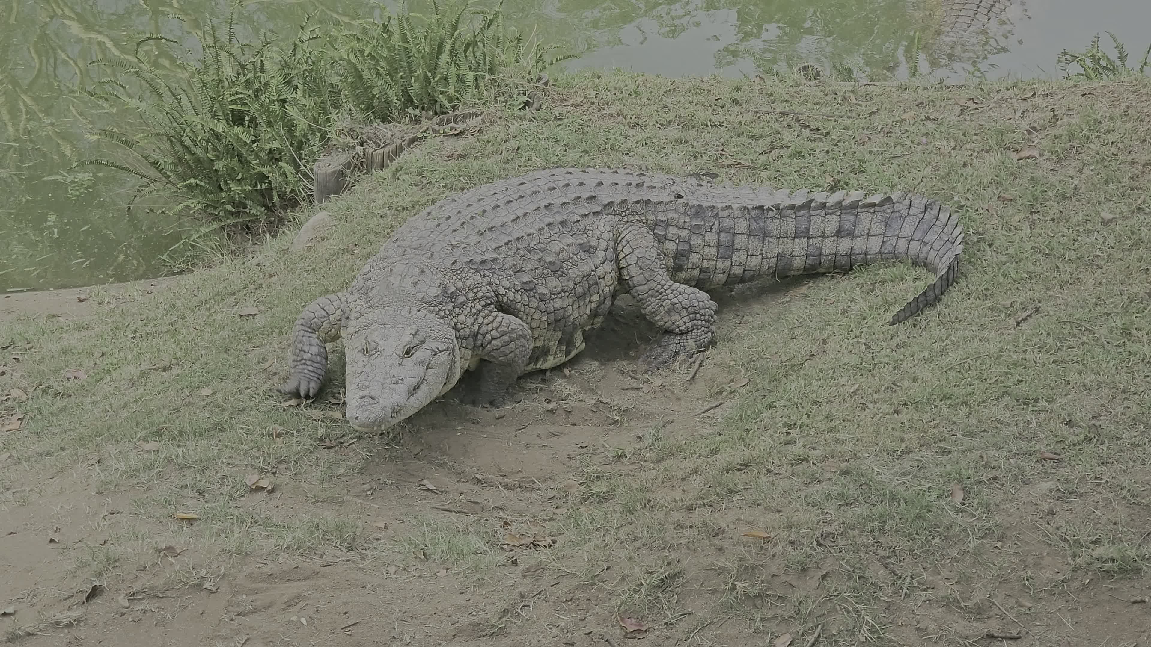 A large crocodile is walking on the ground Free Stock Video Footage ...