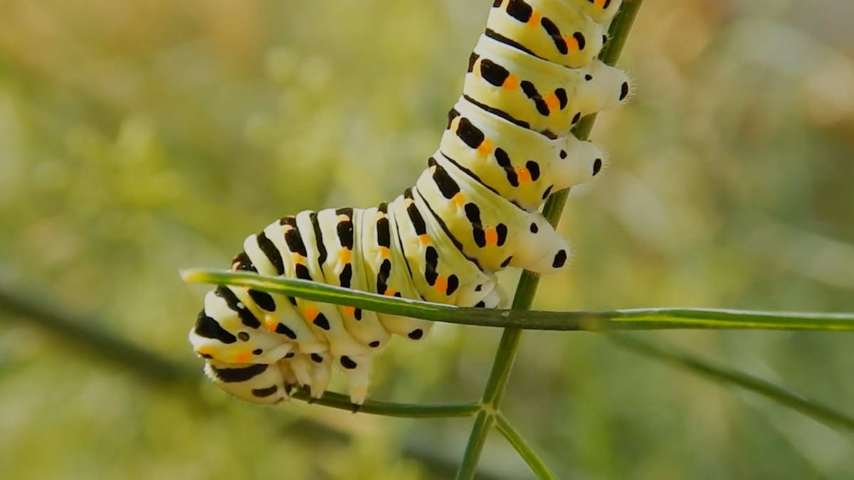 Insect Videos, Download The BEST Free 4k Stock Video Footage & Insect ...