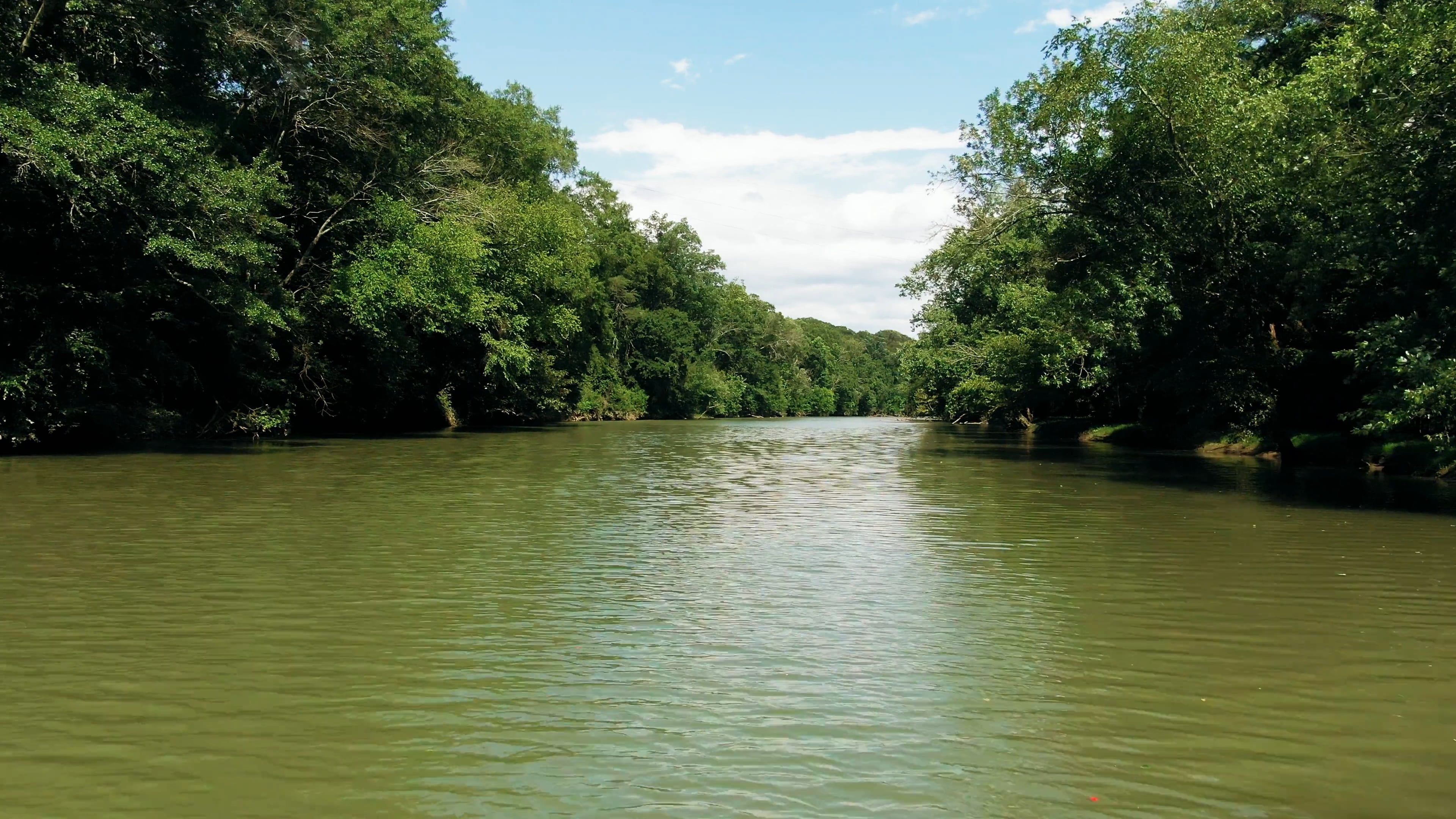 A River Across A Thick Forests · Free Stock Video