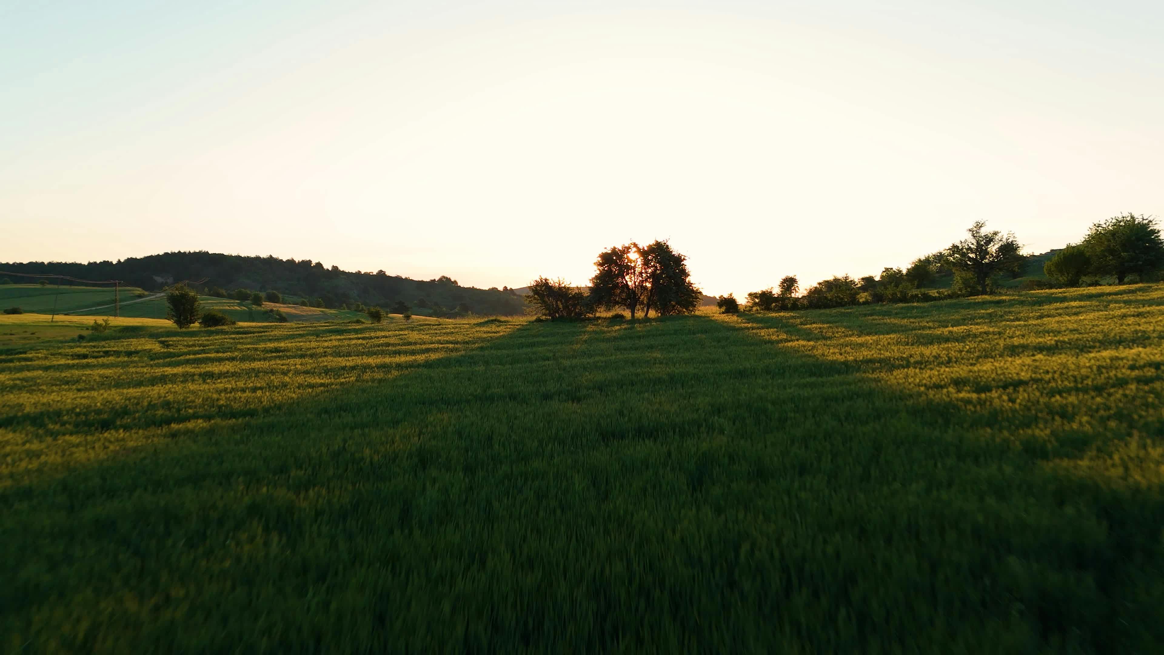 Vídeo profissional gratuito de agricultura, ao ar livre, áreas, árvore ...