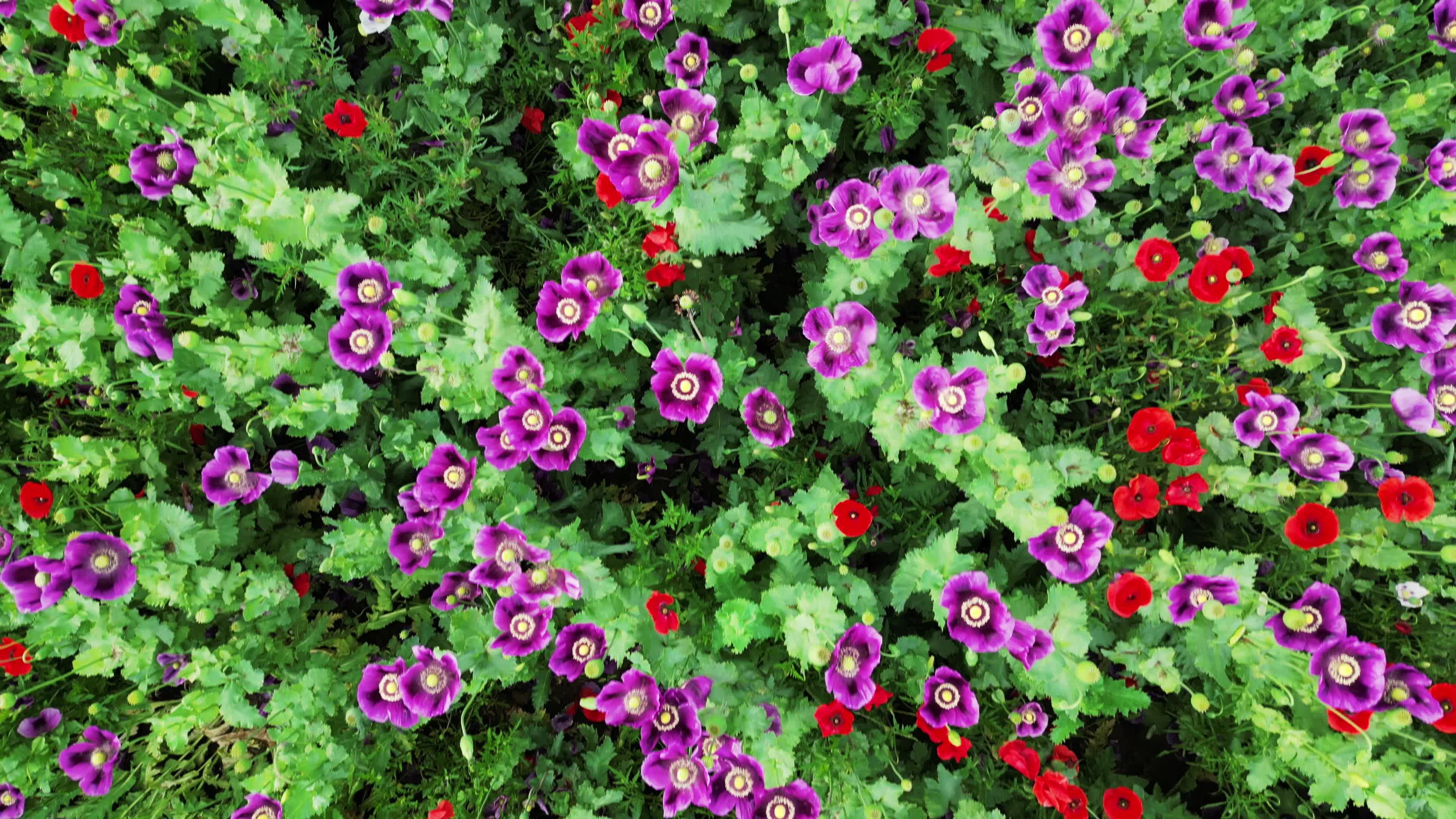A close up of a flower bed with purple and red flowers Free Stock Video ...