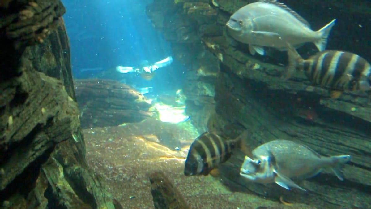 Sea Animals Videos, Download The BEST Free 4k Stock Video Footage & Sea ...