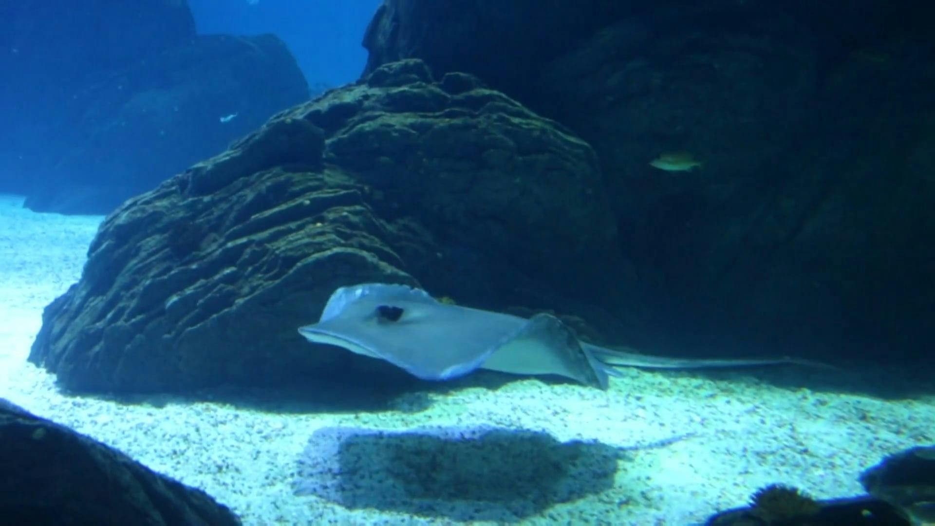 Sea Current Videos, Download The BEST Free 4k Stock Video Footage & Sea ...