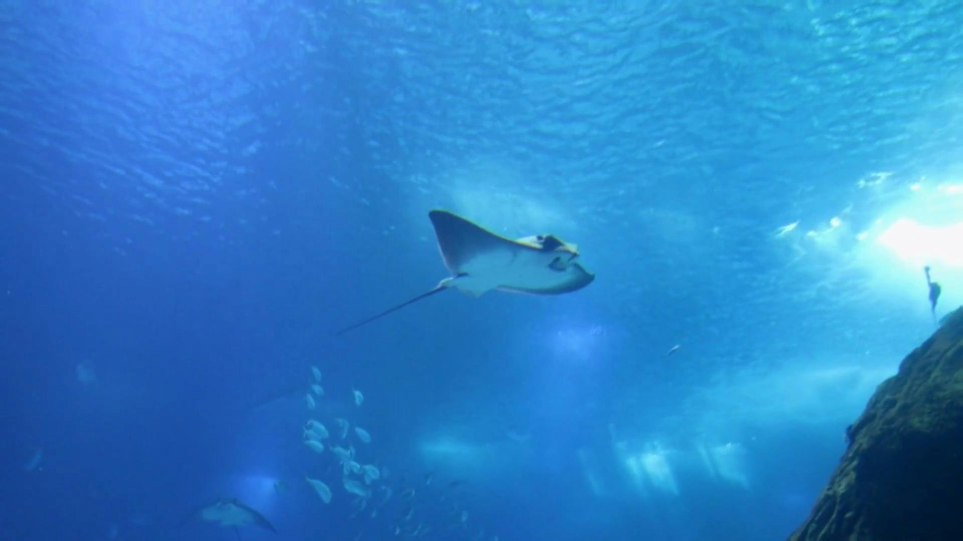 Animated Shark Videos, Download The BEST Free 4k Stock Video Footage ...