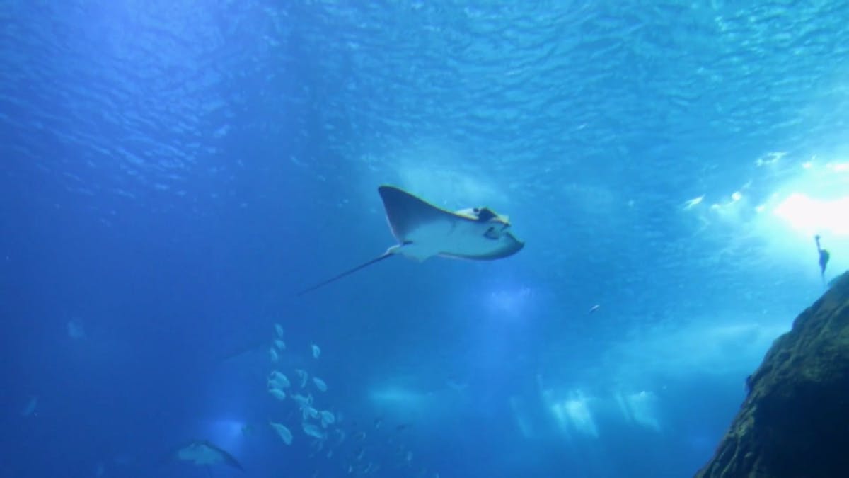 Background Videos Videos, Download The BEST Free 4k Stock Video Footage ...