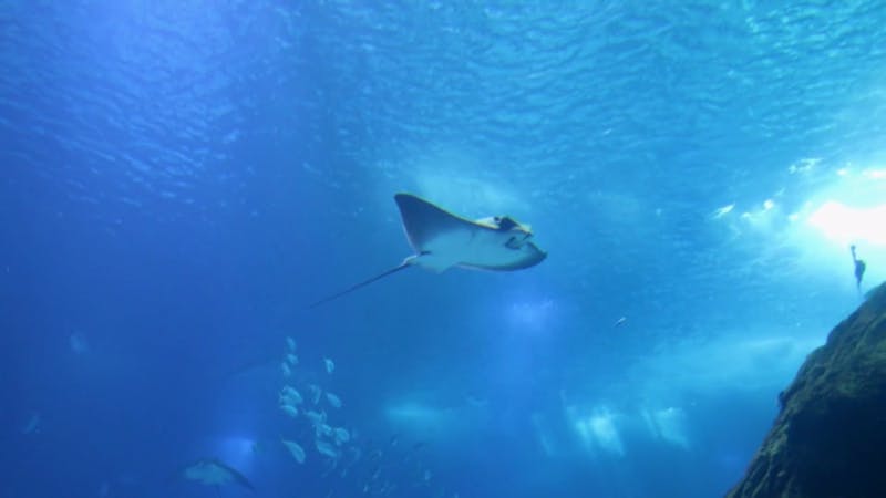 Background Videos Videos, Download The BEST Free 4k Stock Video Footage ...