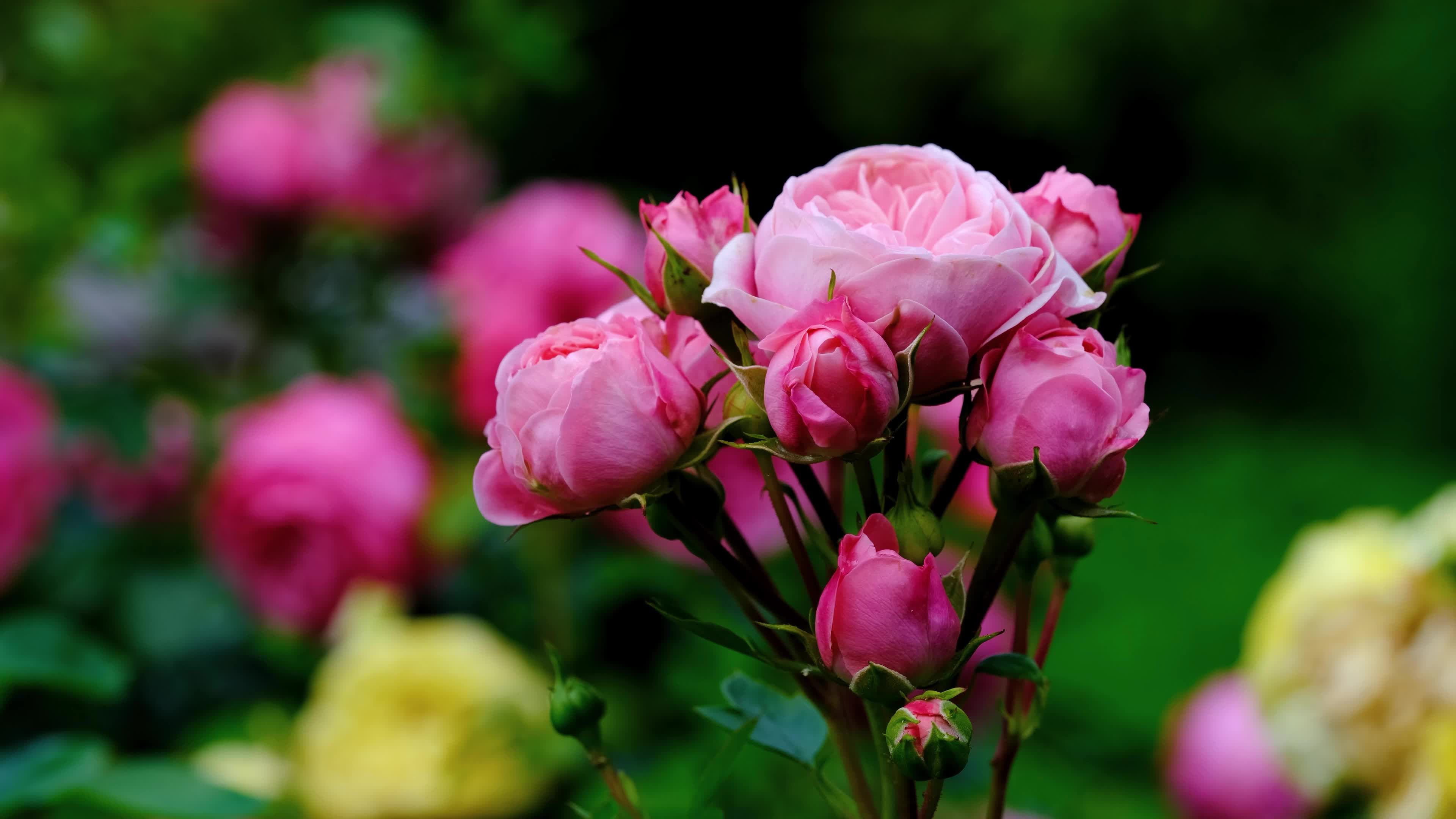 Rose Free Stock Video Footage, Royalty-Free 4K & HD Video Clip