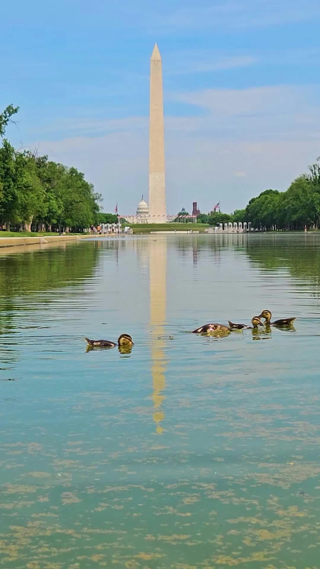 Washington Dc Videos, Download The BEST Free 4k Stock Video Footage ...