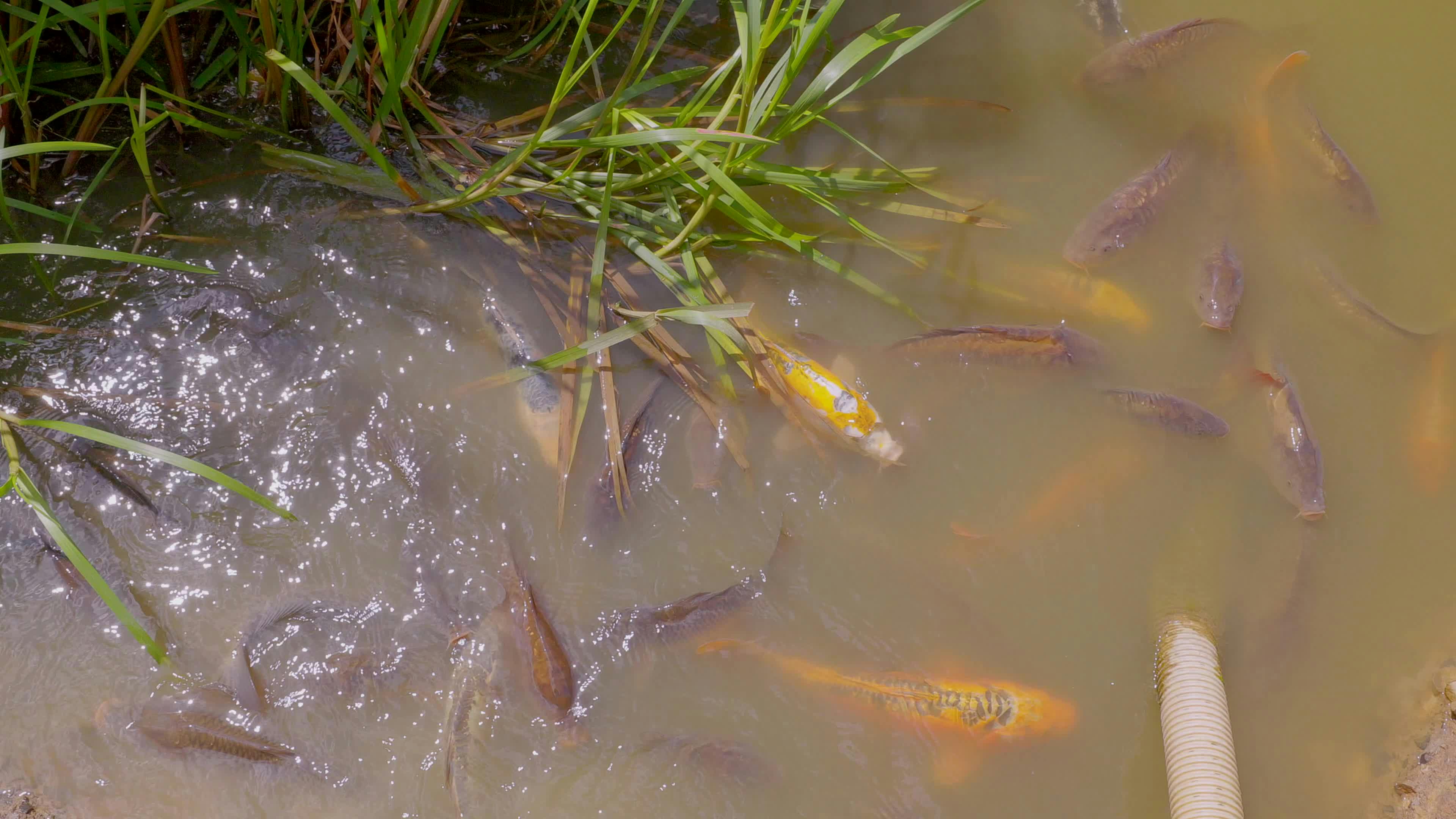 Fish Farming Pond Videos, Download The BEST Free 4k Stock Video Footage ...