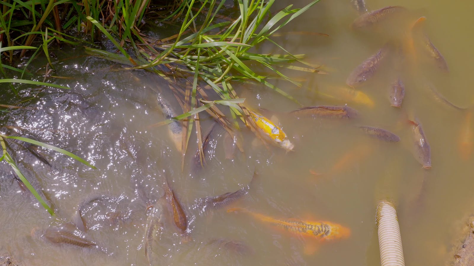 Fish Farming Videos, Download The BEST Free 4k Stock Video Footage ...