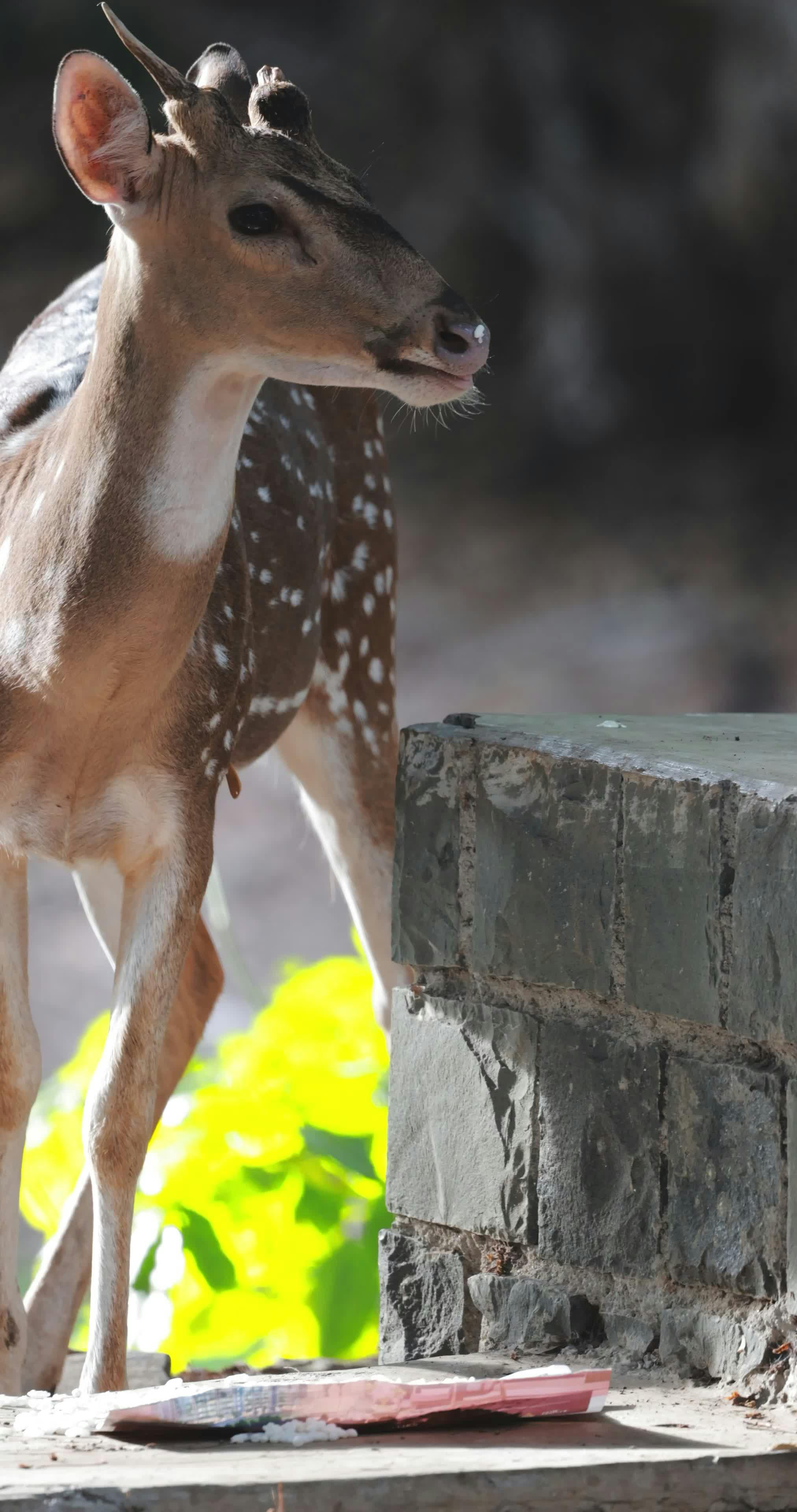 Nature Live Wallpaper Videos, Download The BEST Free 4k Stock Video ...