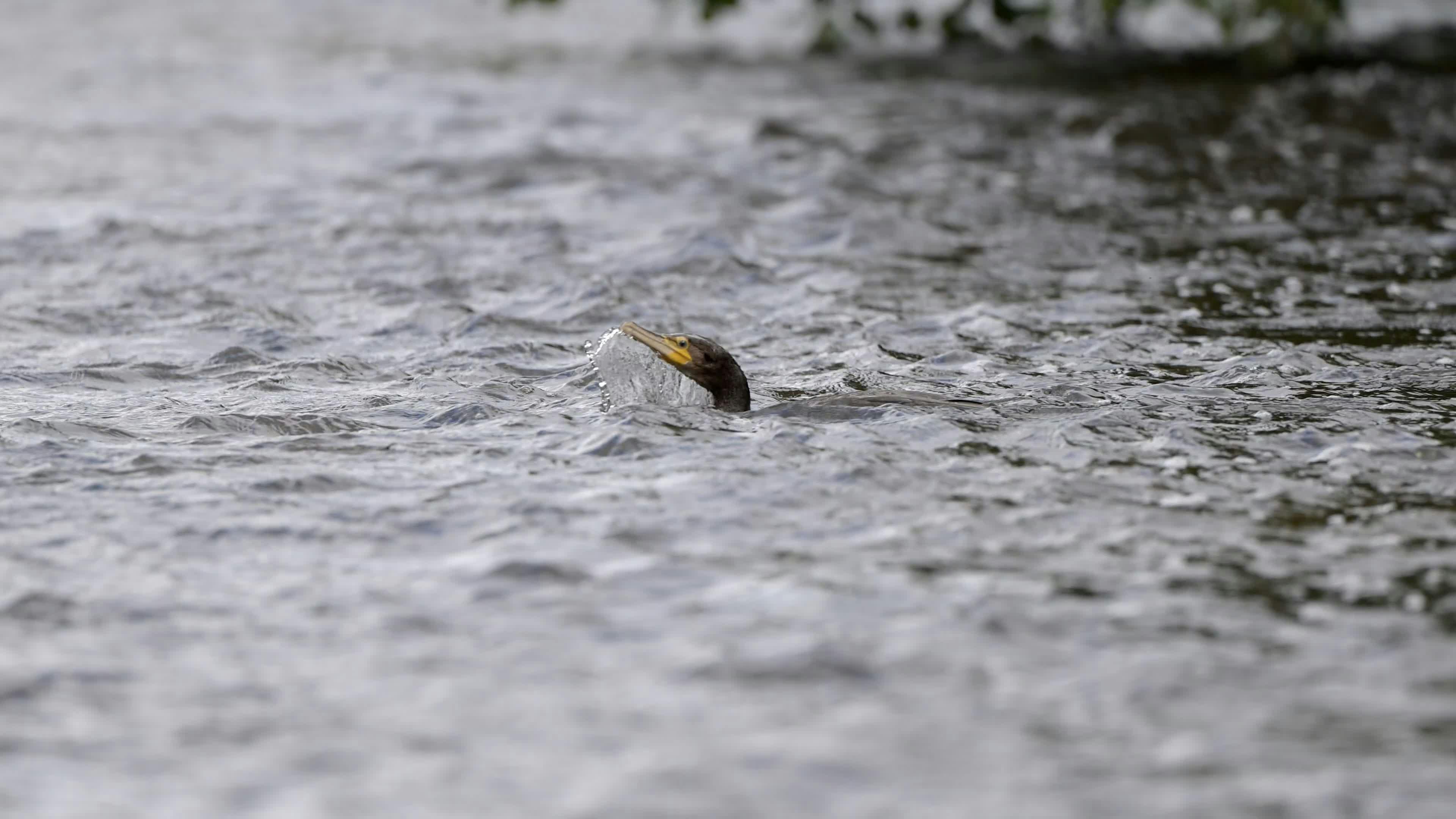 Grand cormoran cherchant du poisson Free Stock Video Footage, Royalty ...