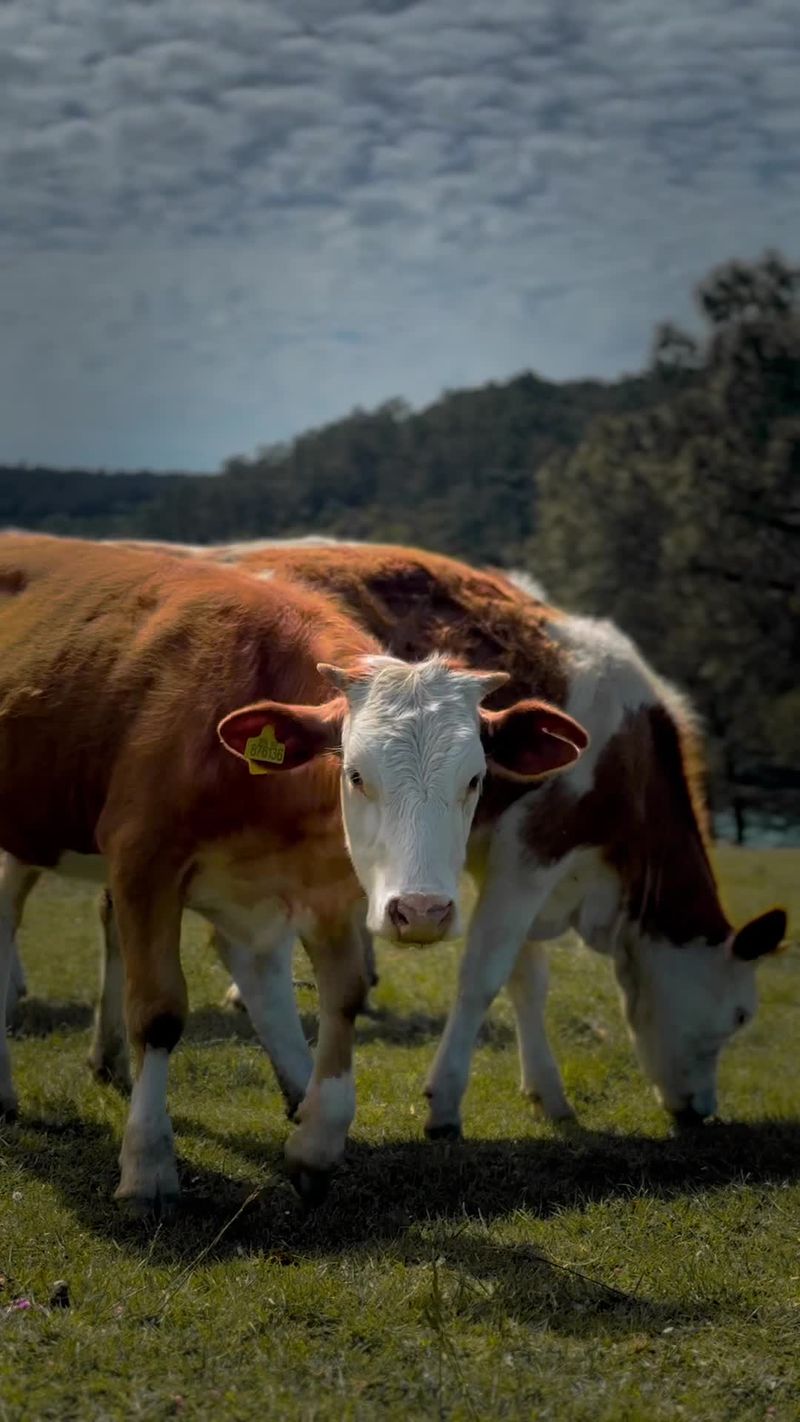 Cows Videos, Download The BEST Free 4k Stock Video Footage & Cows HD ...