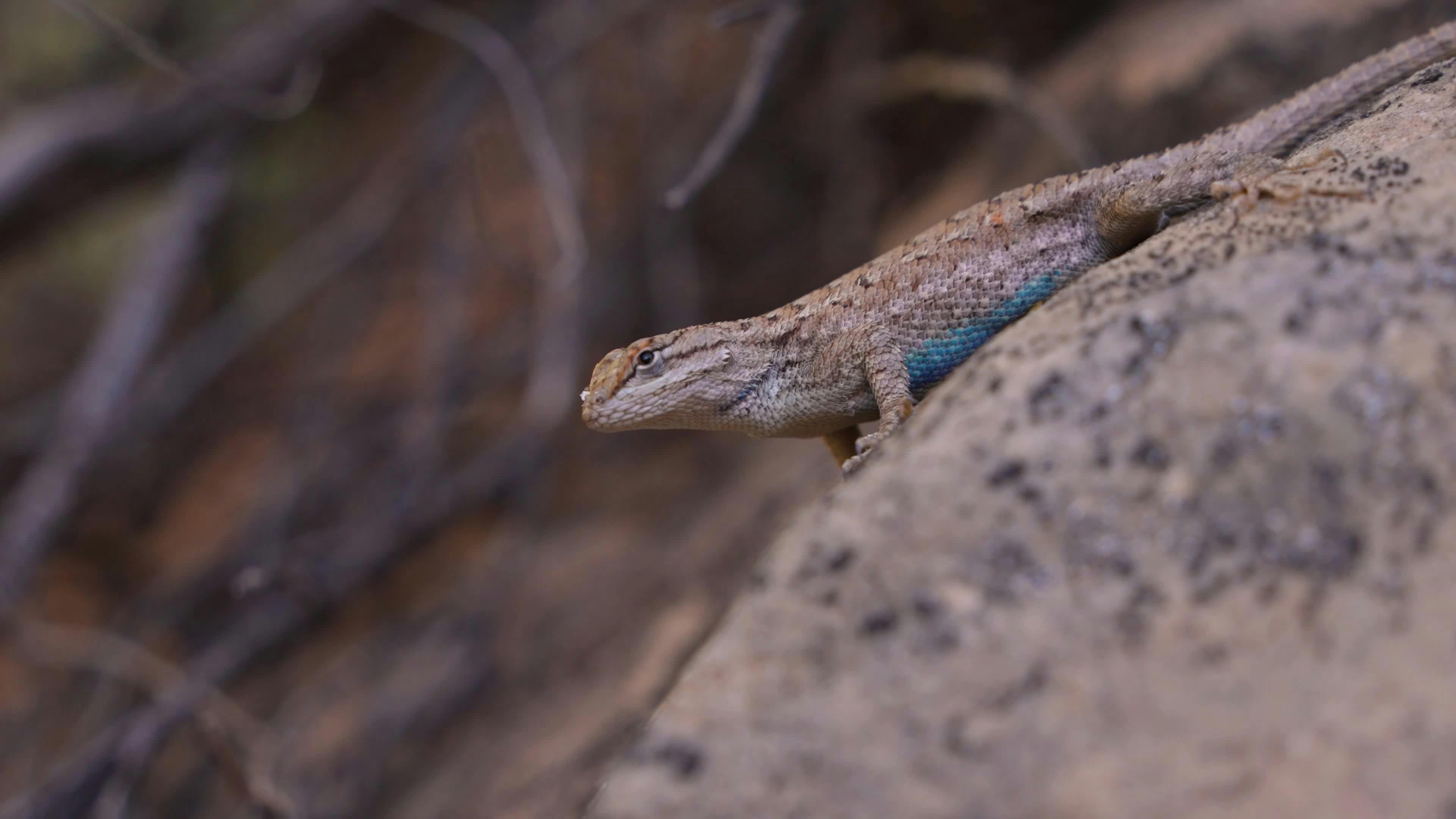 Wood Snake Videos, Download The BEST Free 4k Stock Video Footage & Wood ...