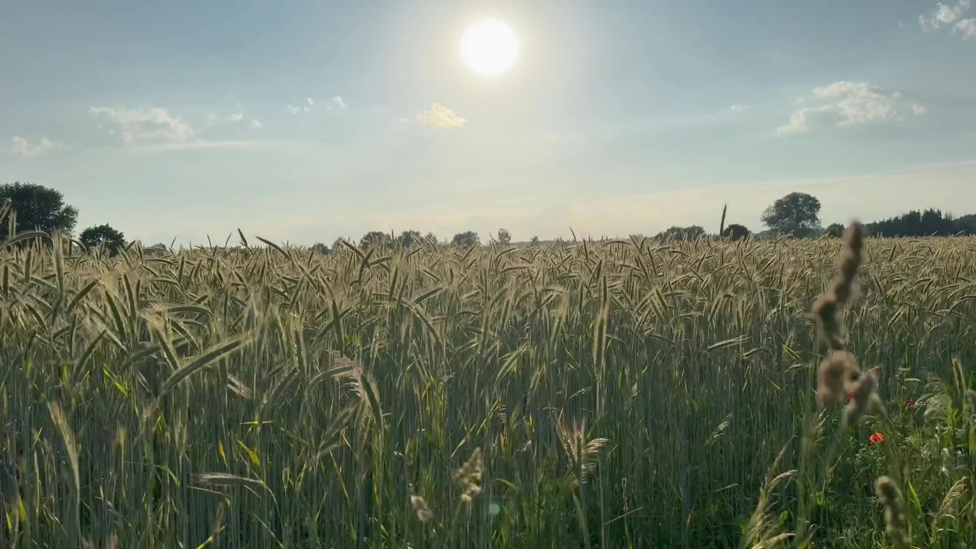 Ray Bread Videos, Download The BEST Free 4k Stock Video Footage & Ray ...