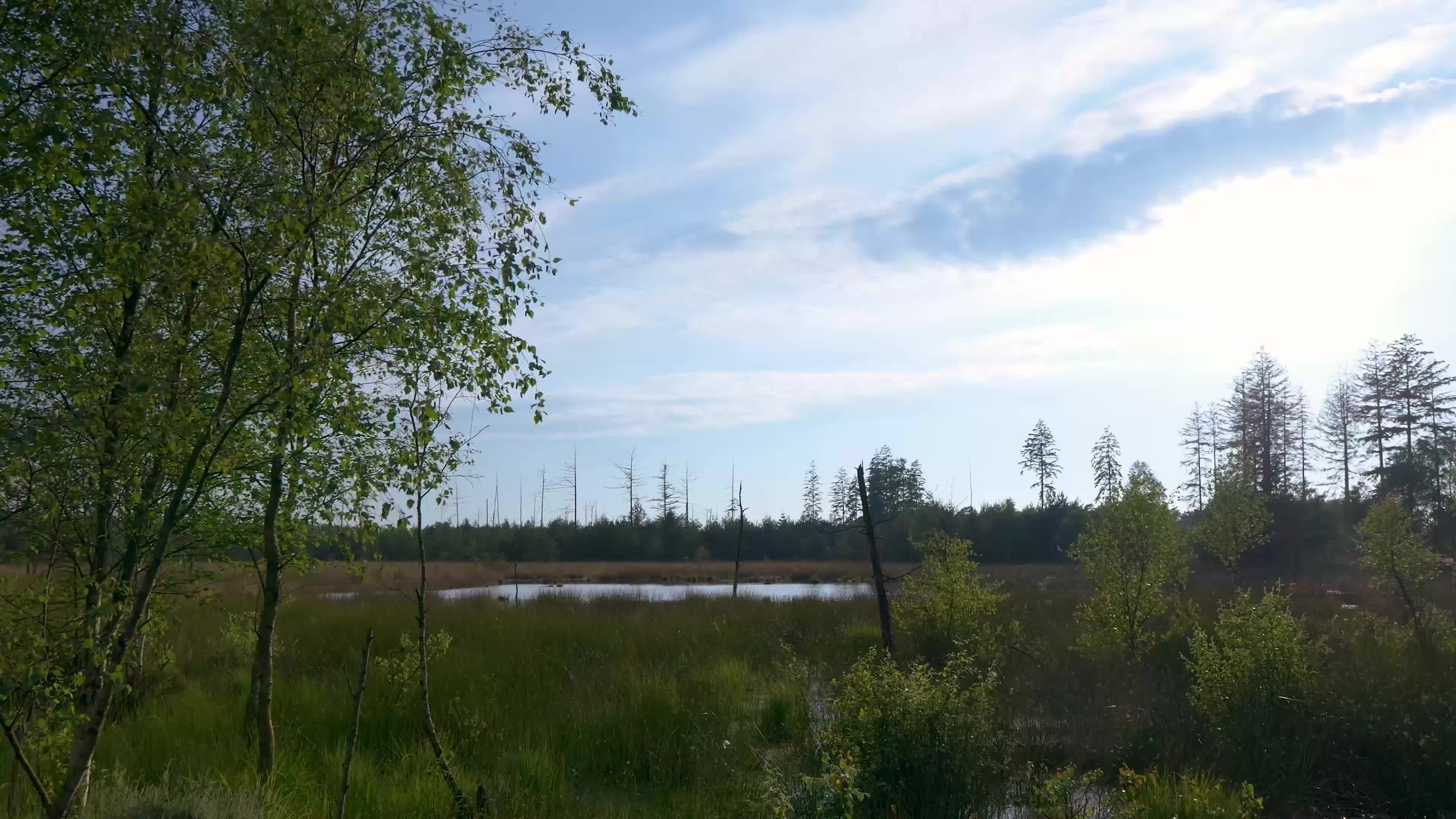 A large open field with trees and grass Free Stock Video Footage ...