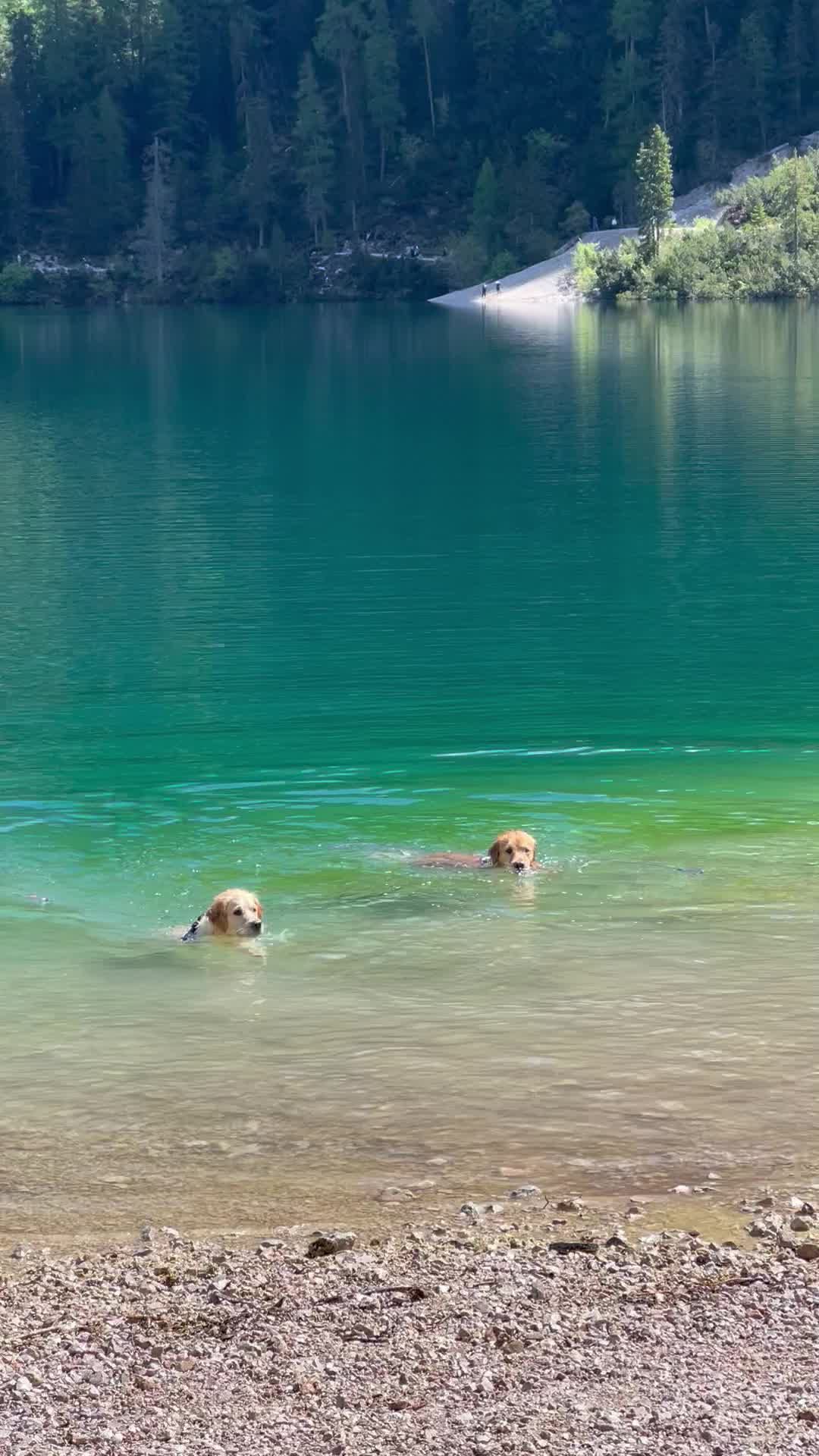 Two dogs swimming in the water near a lake Free Stock Video Footage ...