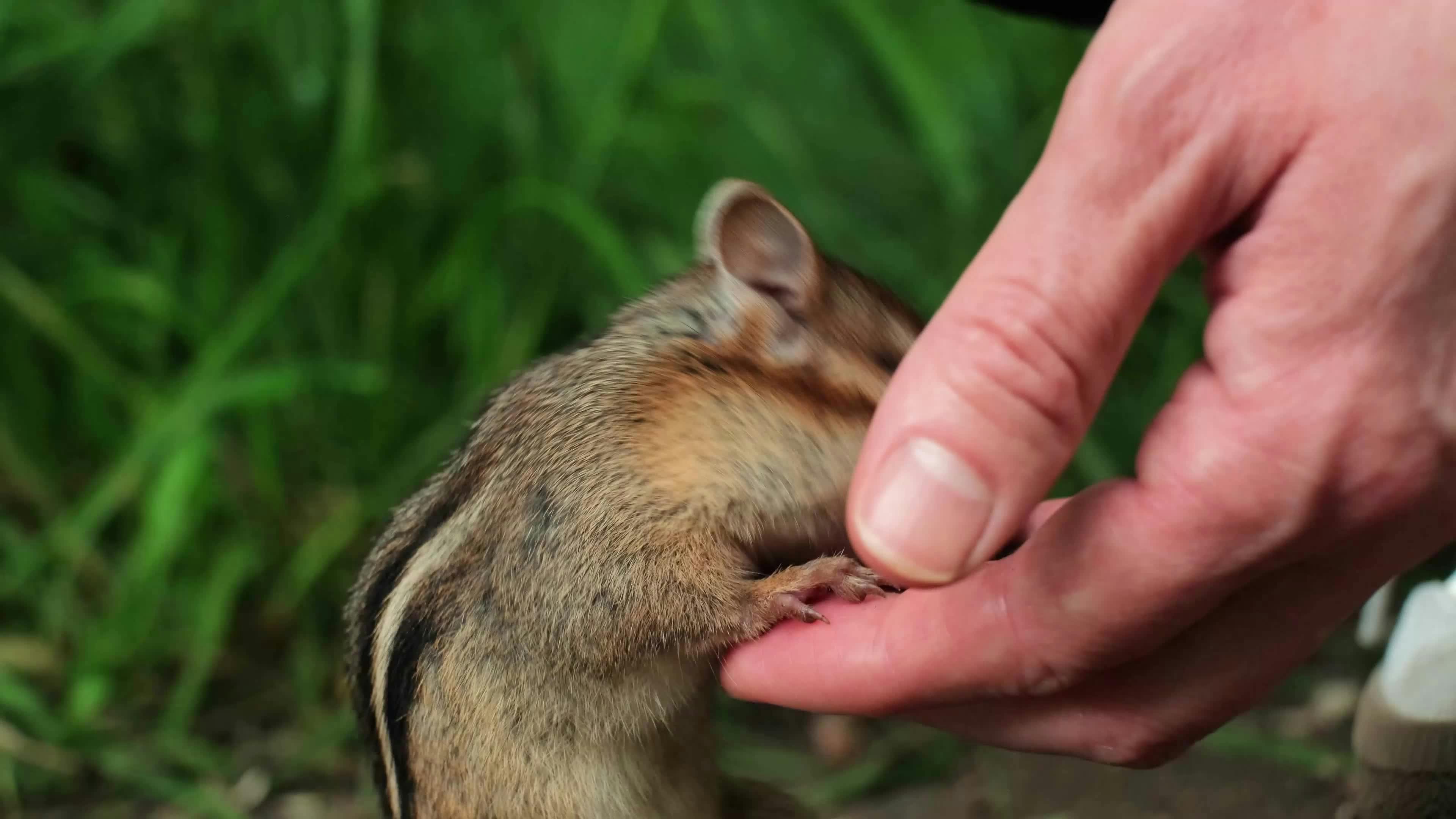 Chipmunk eating from hand Free Stock Video Footage, Royalty-Free 4K ...