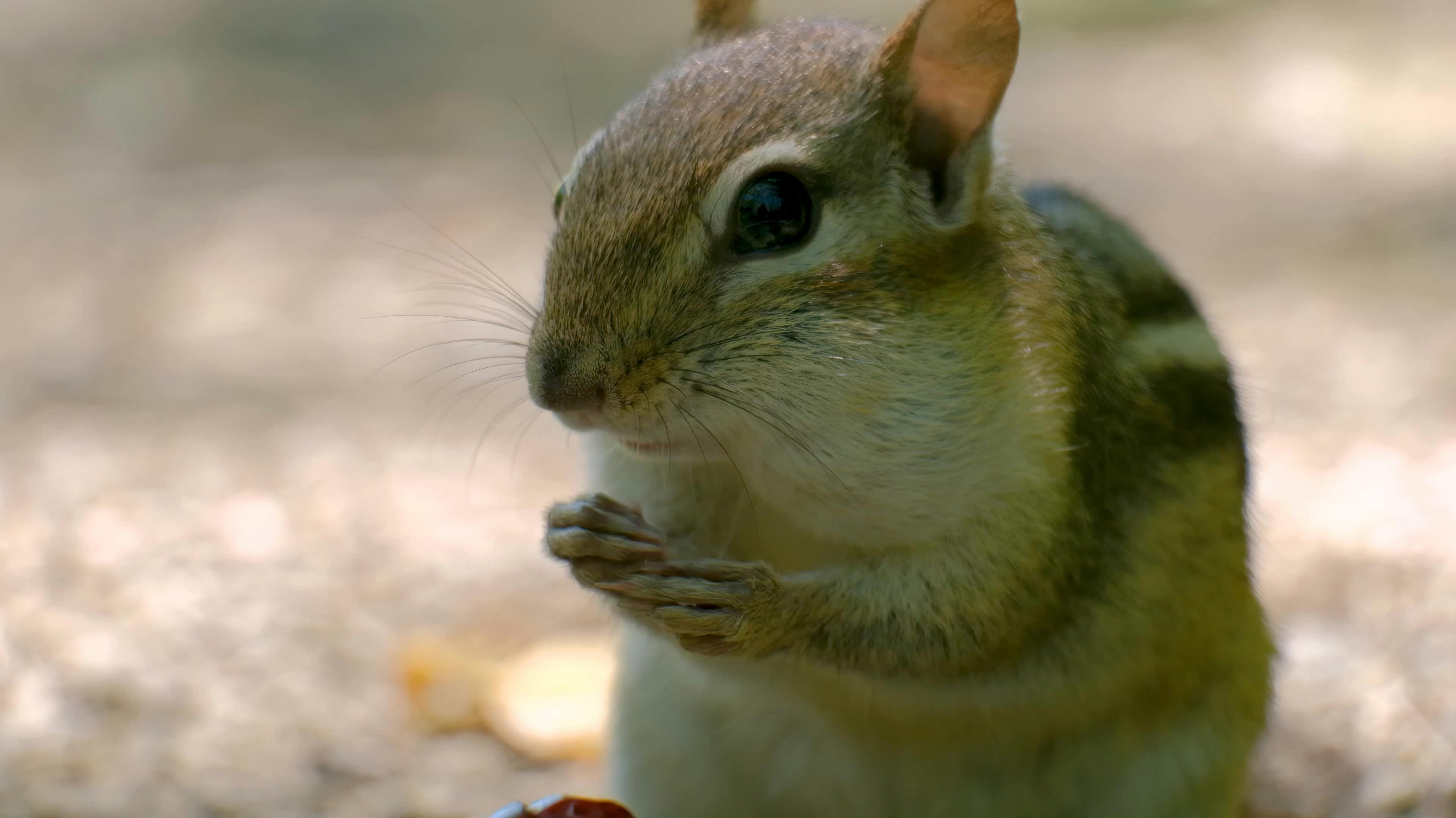 A chipmunt eating a piece of fruit Free Stock Video Footage, Royalty ...