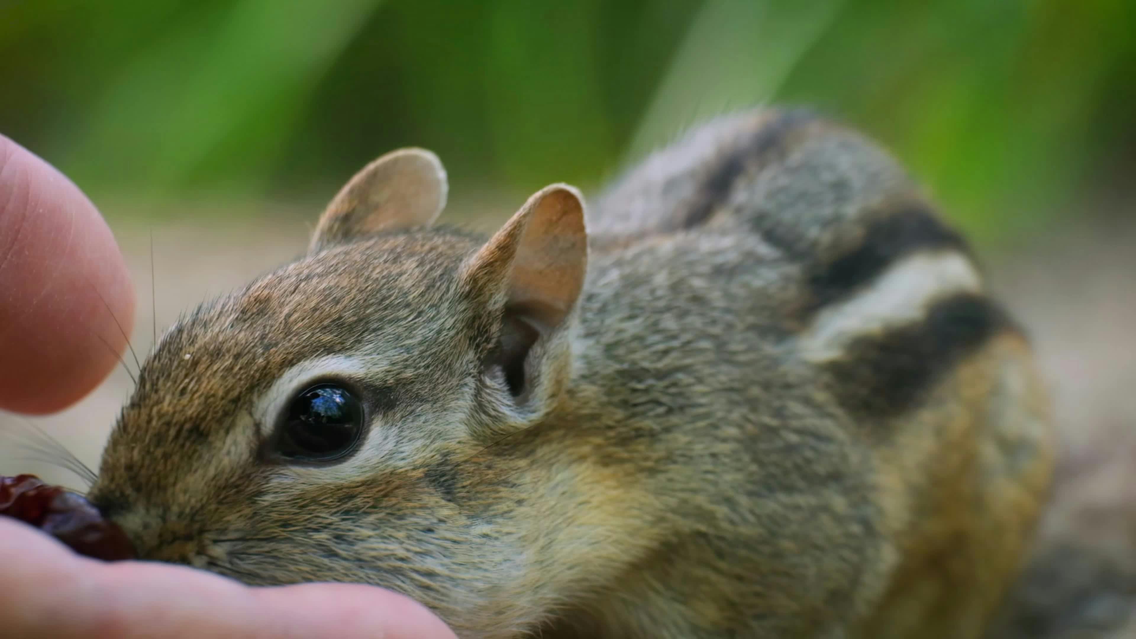 Chipmunk eating cranberries from hand in slow motion Free Stock Video ...