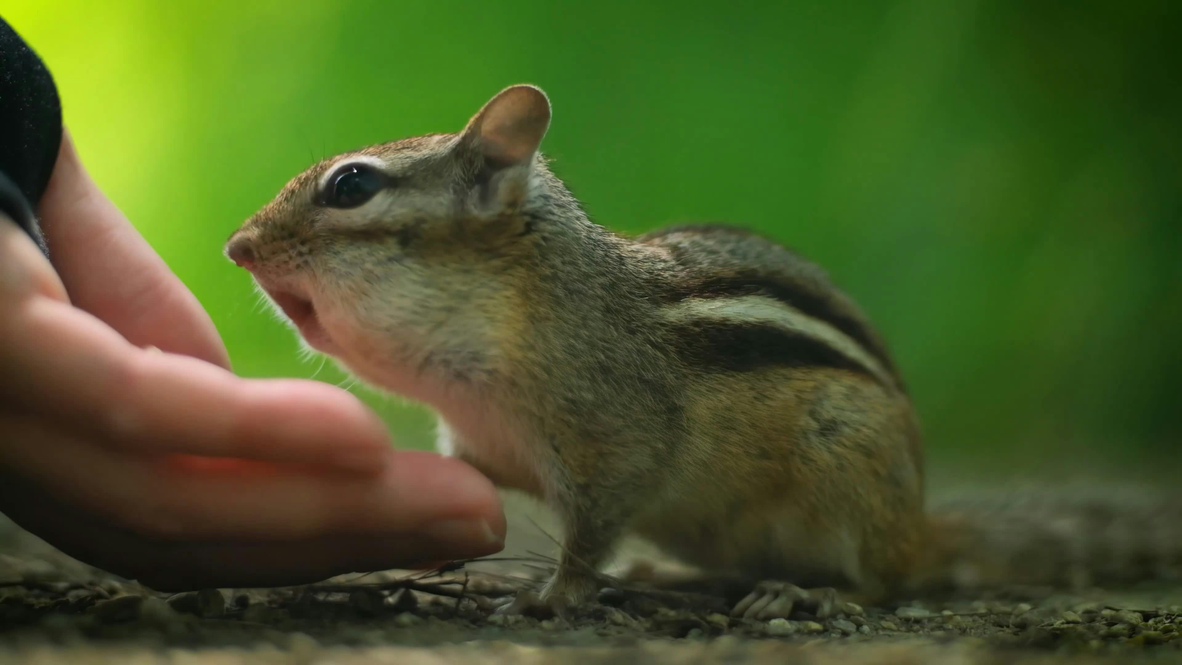 Chipmunk eating from hand in slow motion Free Stock Video Footage ...