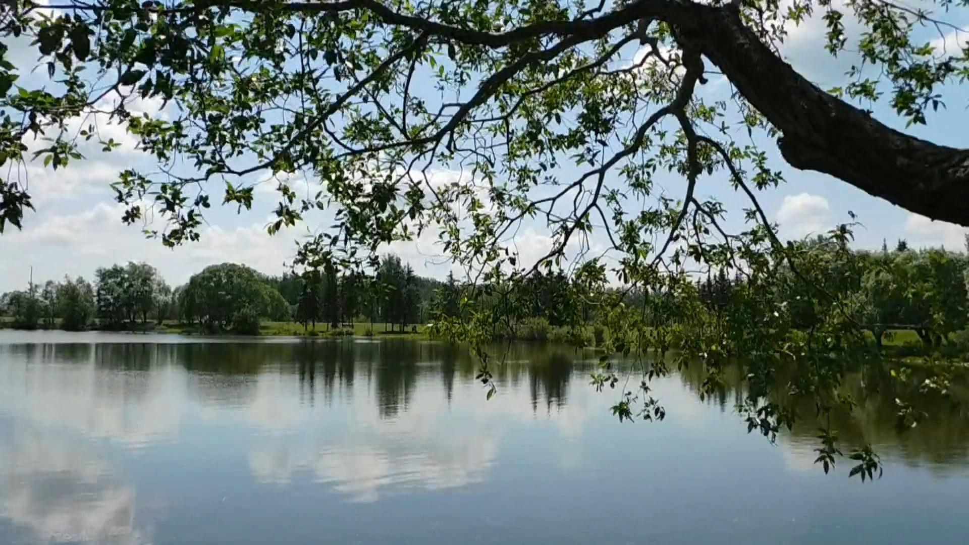 Trees By The Lakeside Free Stock Video Footage, Royalty-Free 4K & HD ...