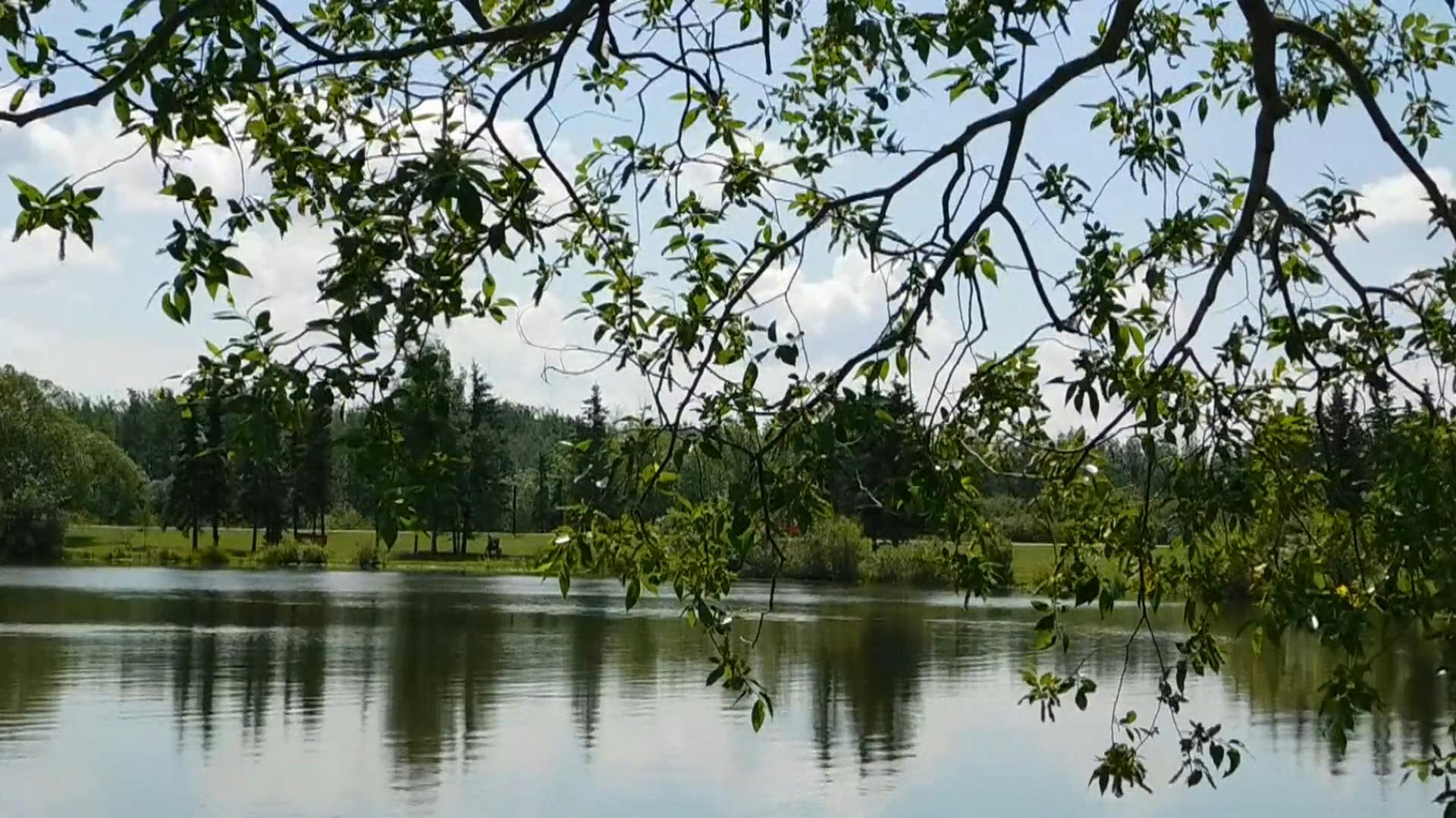 Soft Breeze On Tree Leaves · Free Stock Video