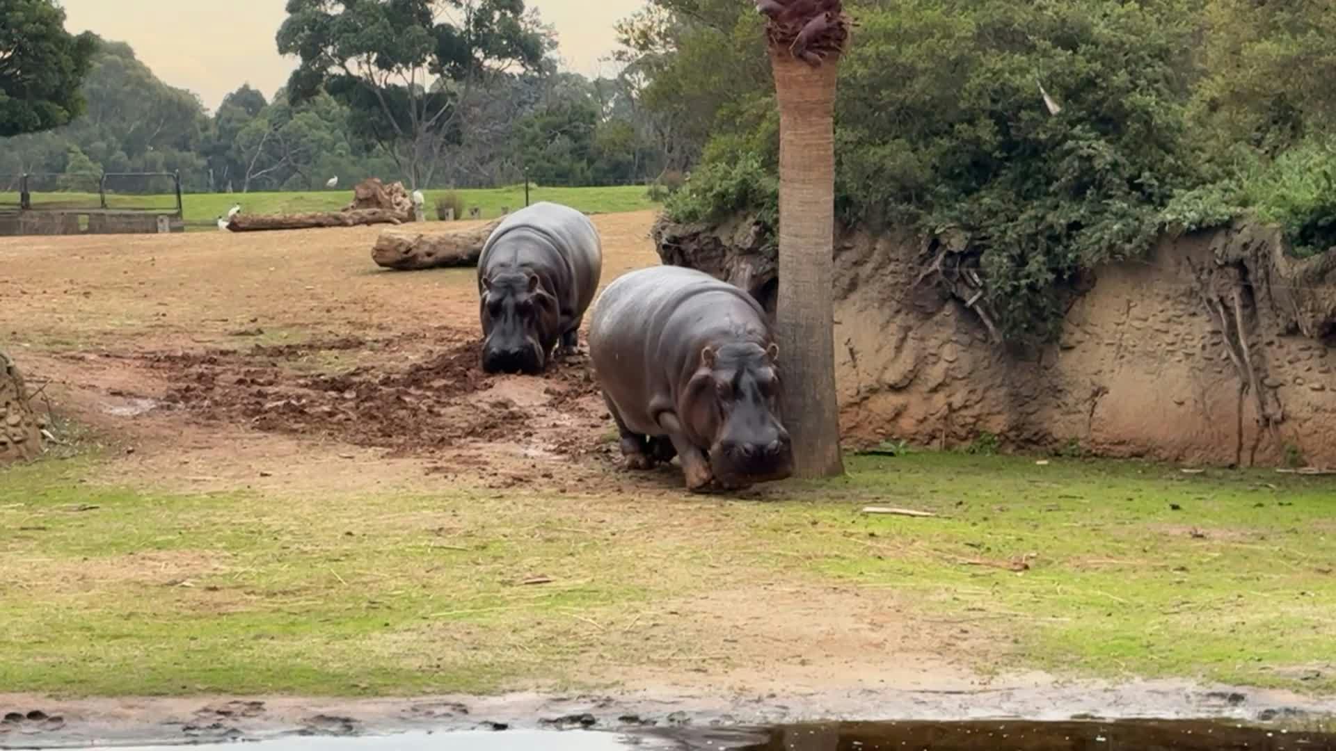 Hippos Free Stock Video Footage, Royalty-Free 4K & HD Video Clip