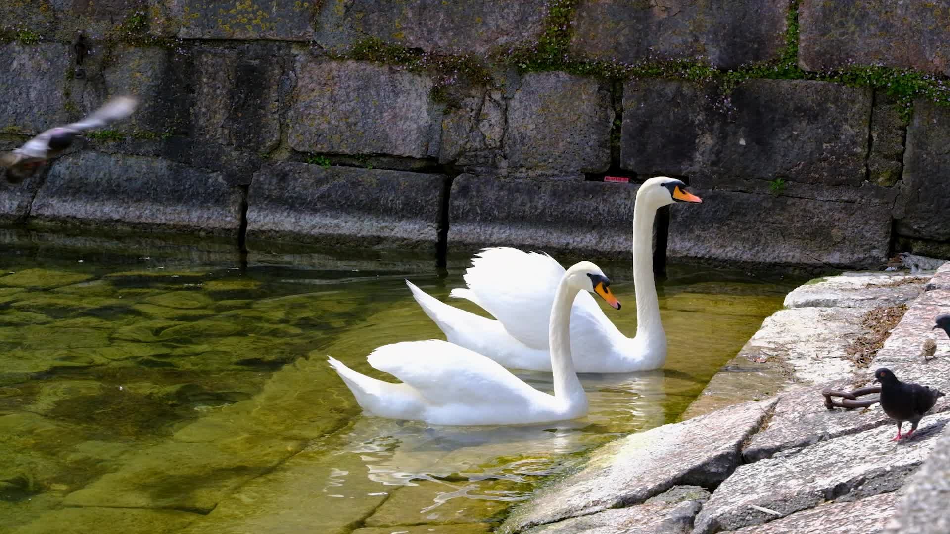 Swan Degerleri Videos, Download The BEST Free 4k Stock Video Footage ...