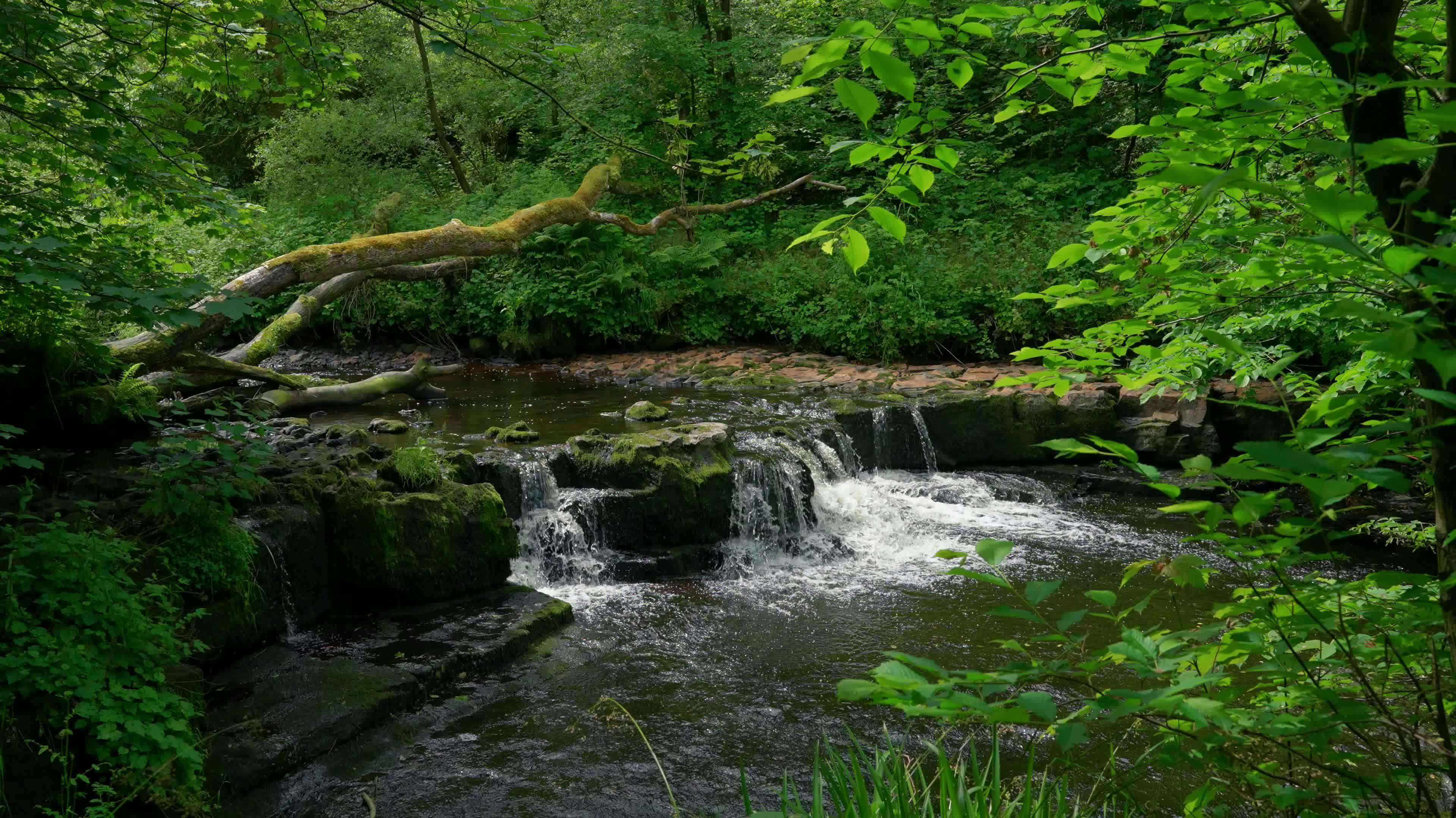 Hidden Waterfall In Gentle Stream In Lush Green Forest In Scotland Free ...