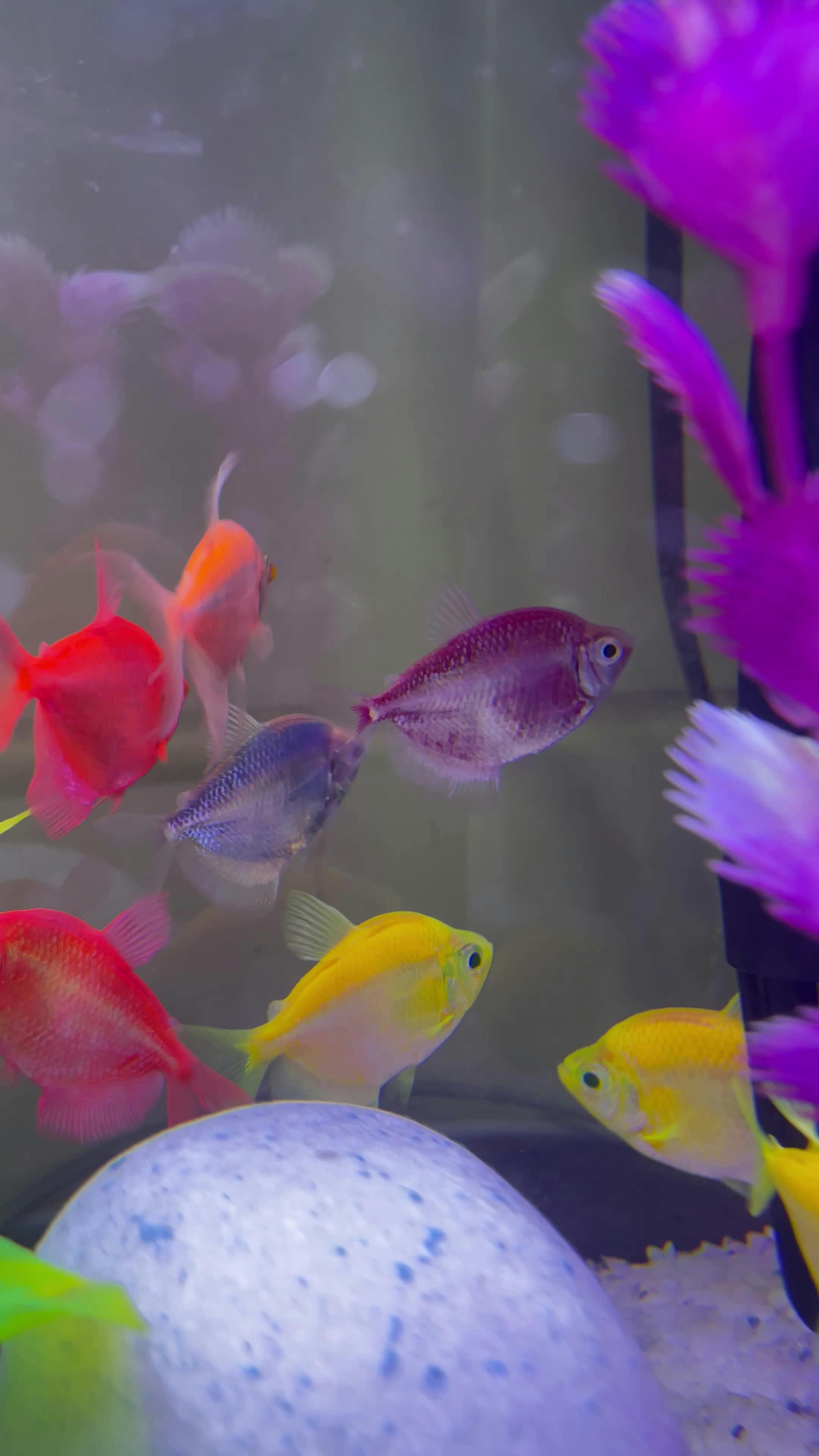 Color widow Fish Free Stock Video Footage, Royalty-Free 4K & HD Video Clip