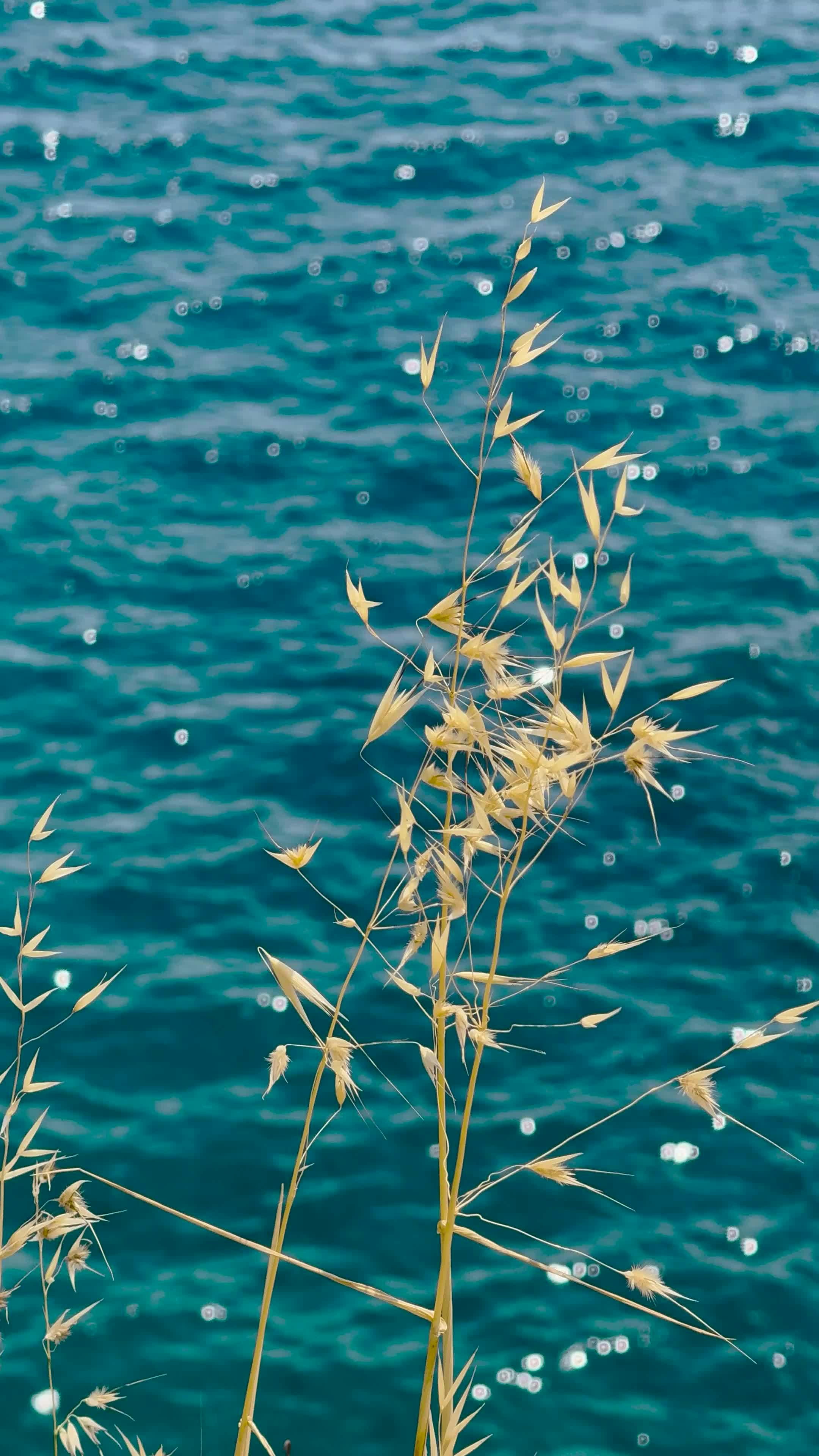 Beach Scenery Backgrounds Videos, Download The BEST Free 4k Stock Video ...