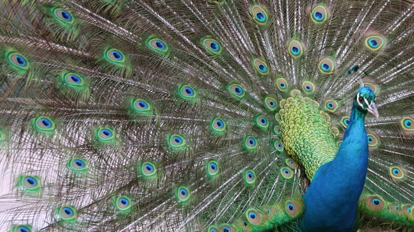 Animal Mating Videos, Download The BEST Free 4k Stock Video Footage ...