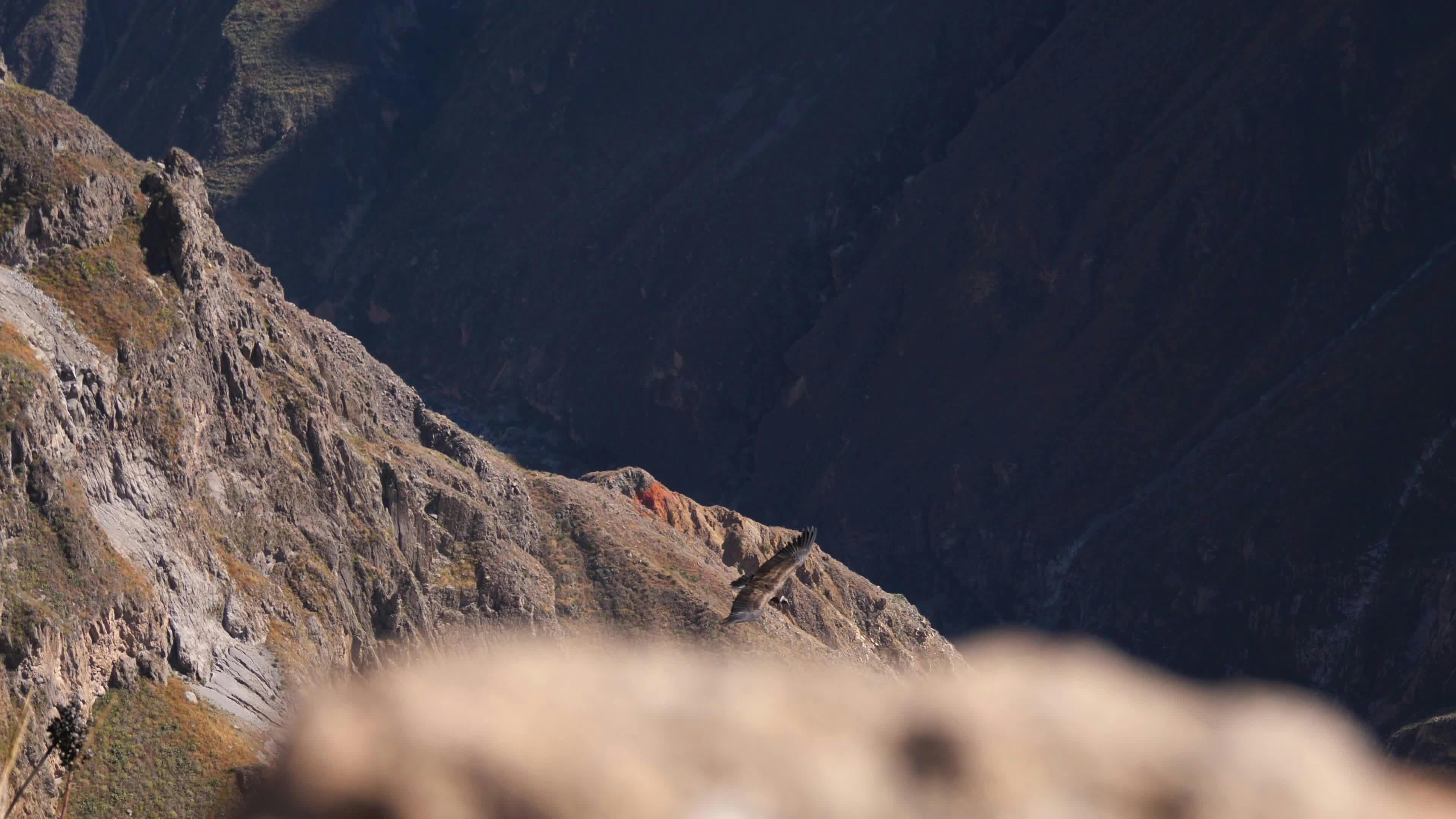 Majestic Condor Soaring Over Colca Canyon Free Stock Video Footage ...