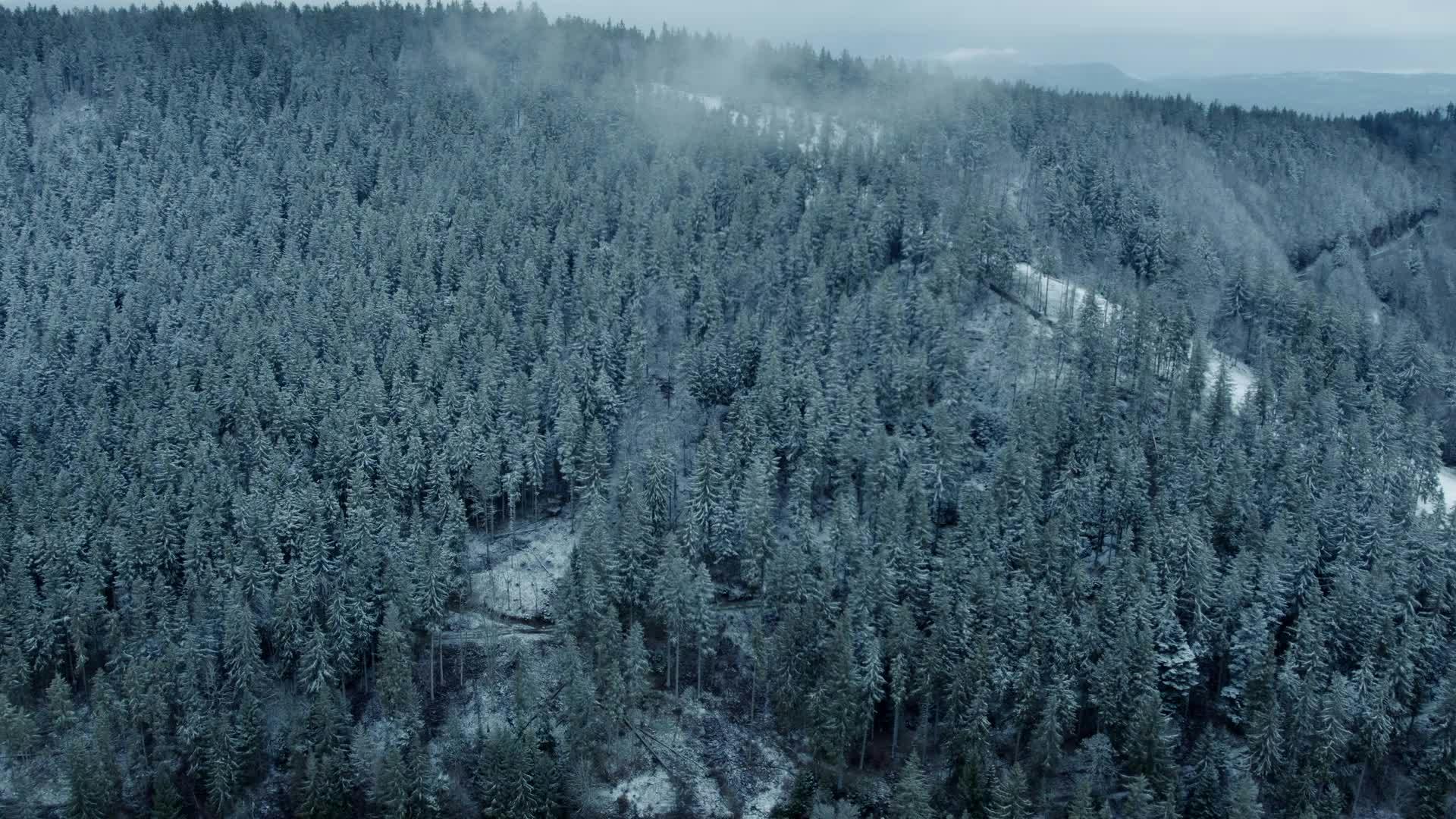 Cinematic Forest Videos, Download The BEST Free 4k Stock Video Footage ...