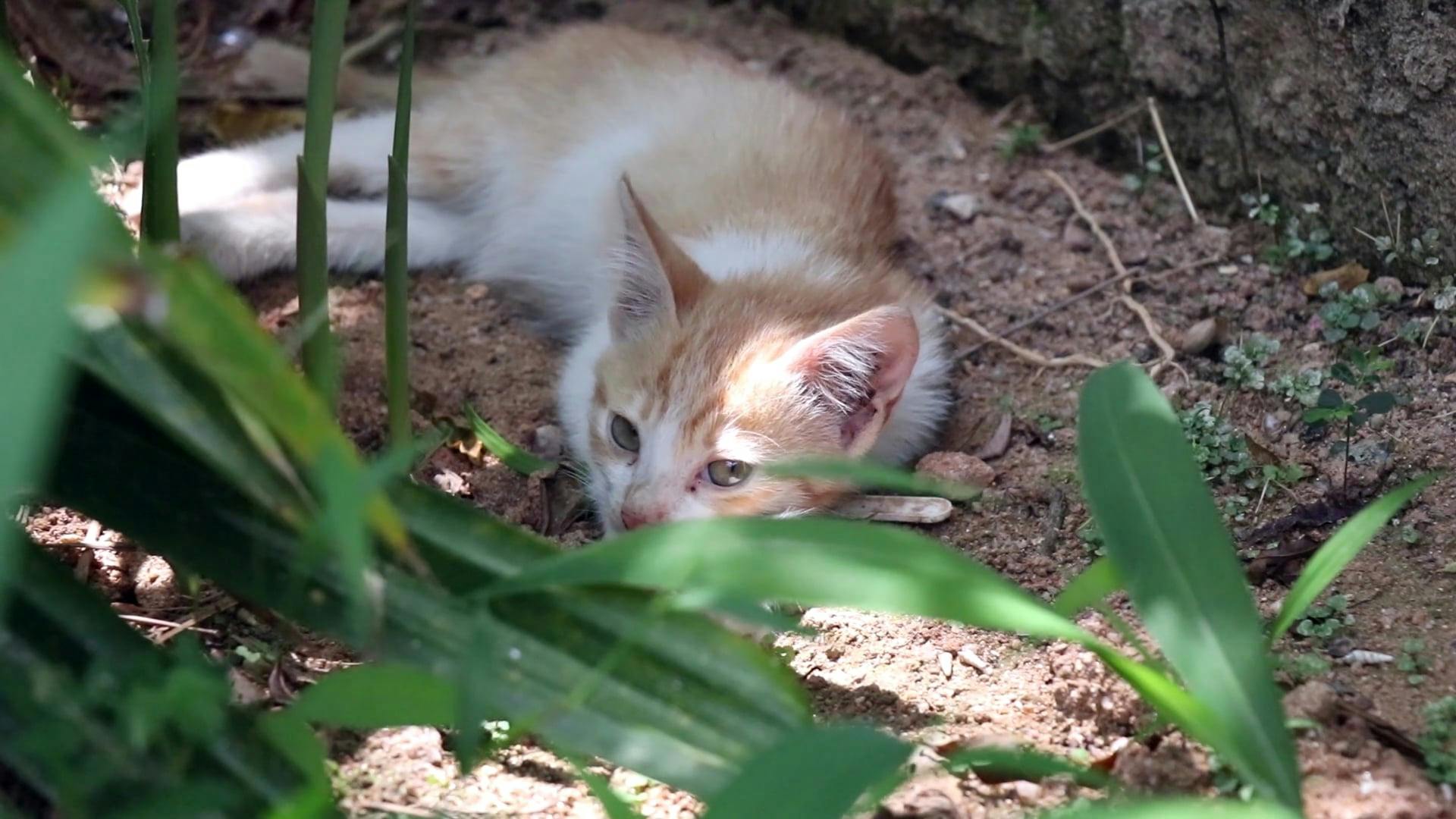 Cat Soil Videos, Download The BEST Free 4k Stock Video Footage & Cat ...