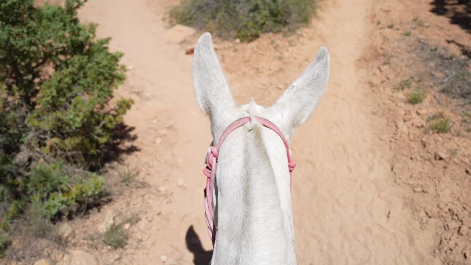 Women Horse Riding Videos, Download The BEST Free 4k Stock Video ...