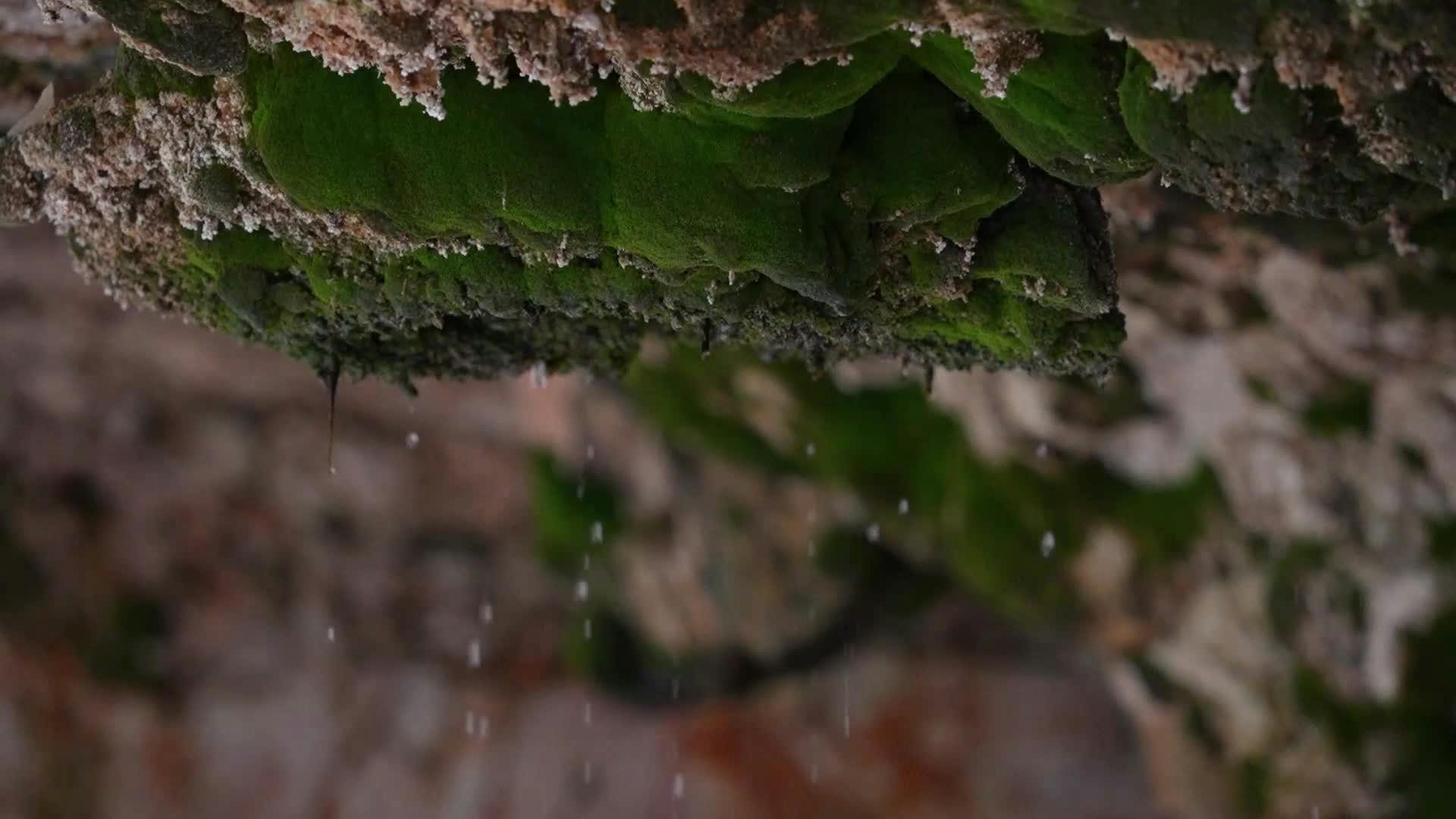 Water Drips Videos, Download The BEST Free 4k Stock Video Footage ...