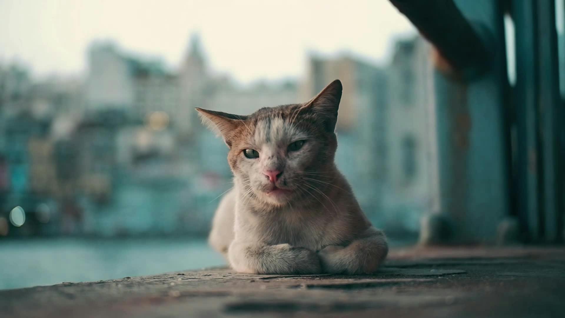Vídeos de stock gratuitos sobre al aire libre, animal, azotea, bigotes ...