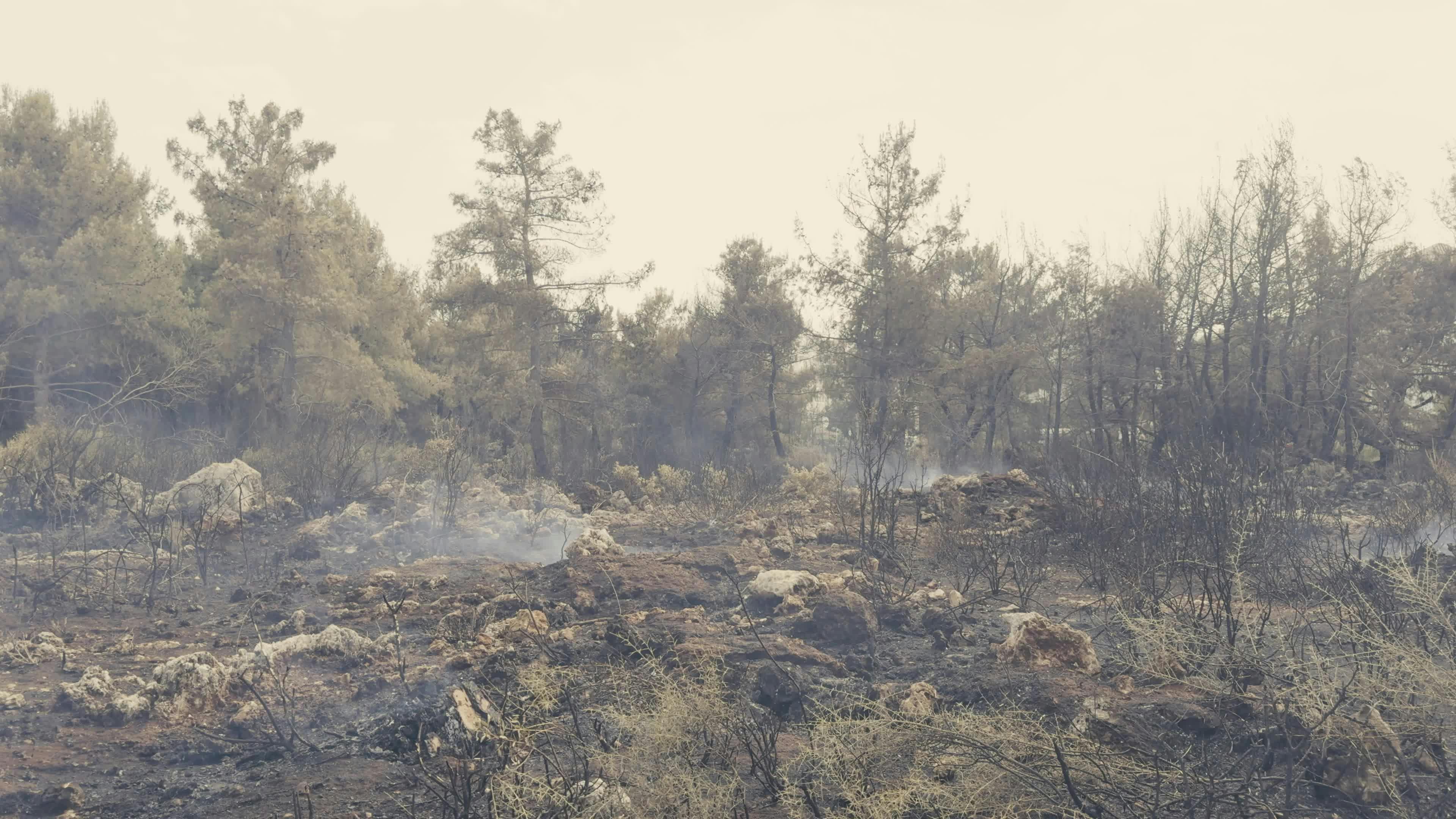 Dramatic landscape after forest fire Free Stock Video Footage, Royalty ...