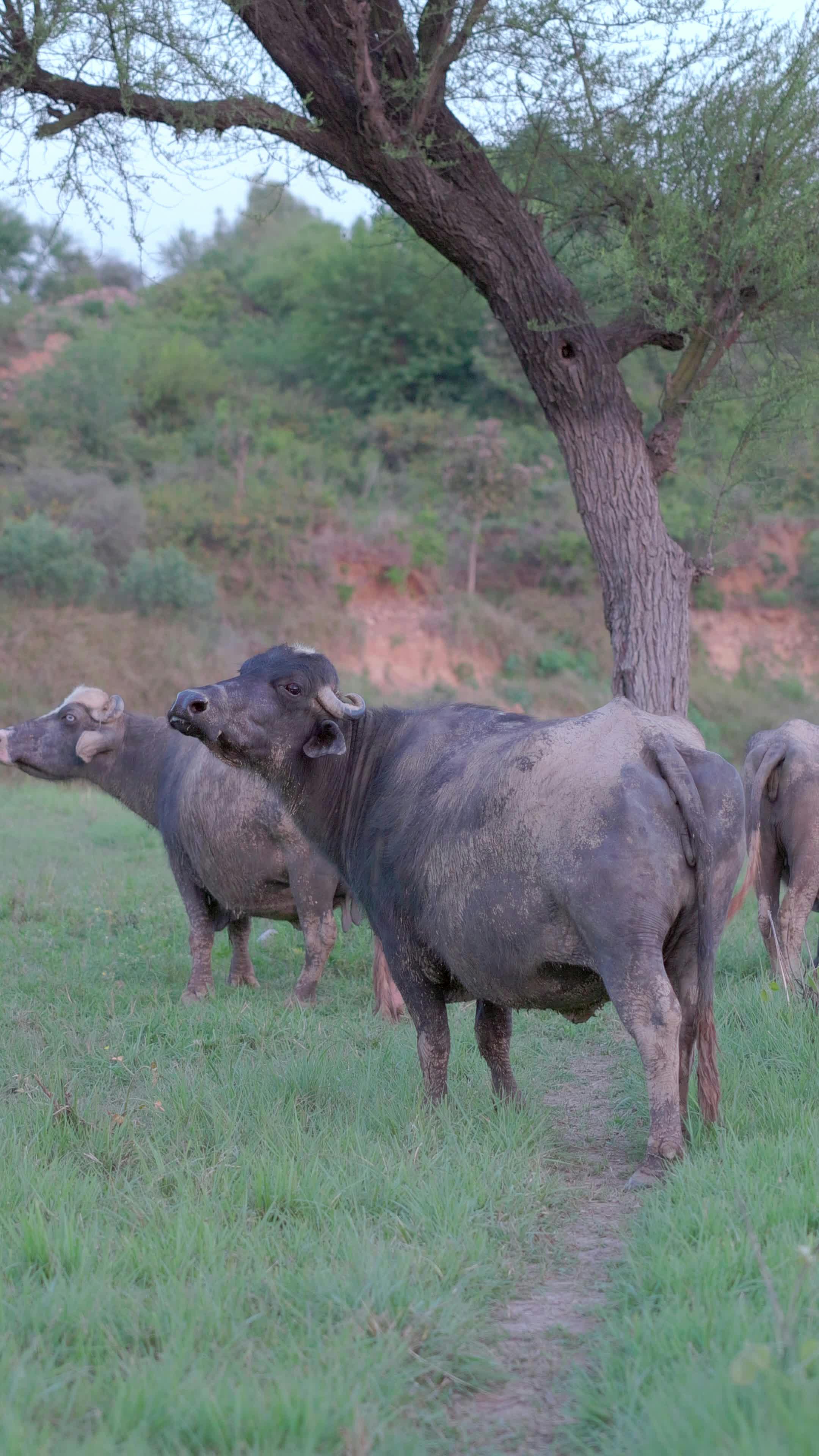 Buffaloes and Cows Free Stock Video Footage, Royalty-Free 4K & HD Video ...