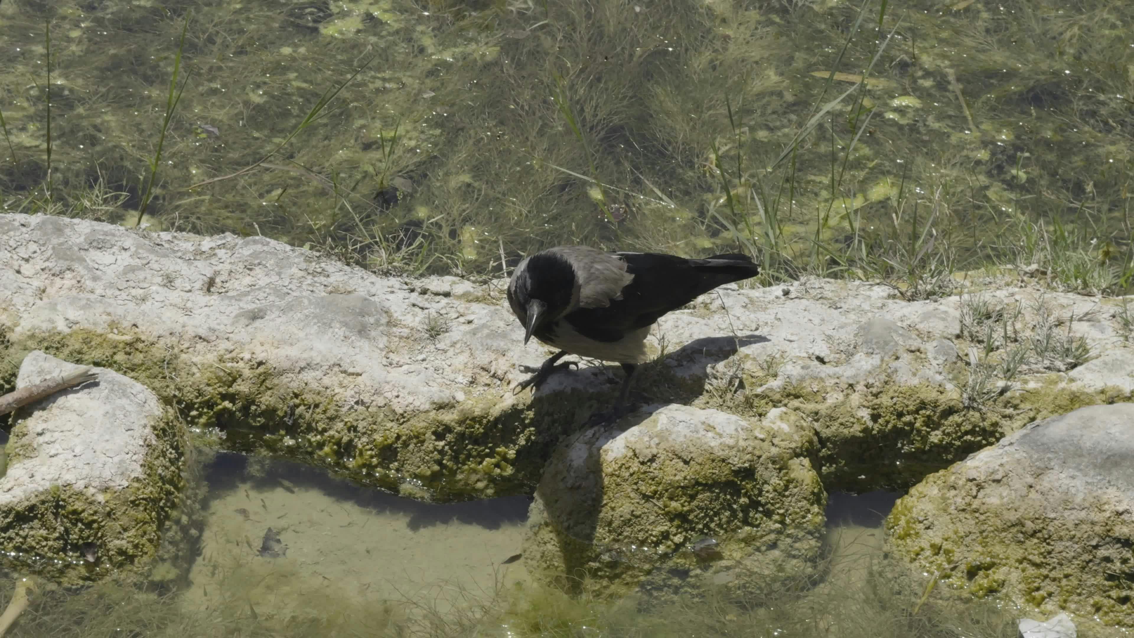 cute raven in the pond Free Stock Video Footage, Royalty-Free 4K & HD ...