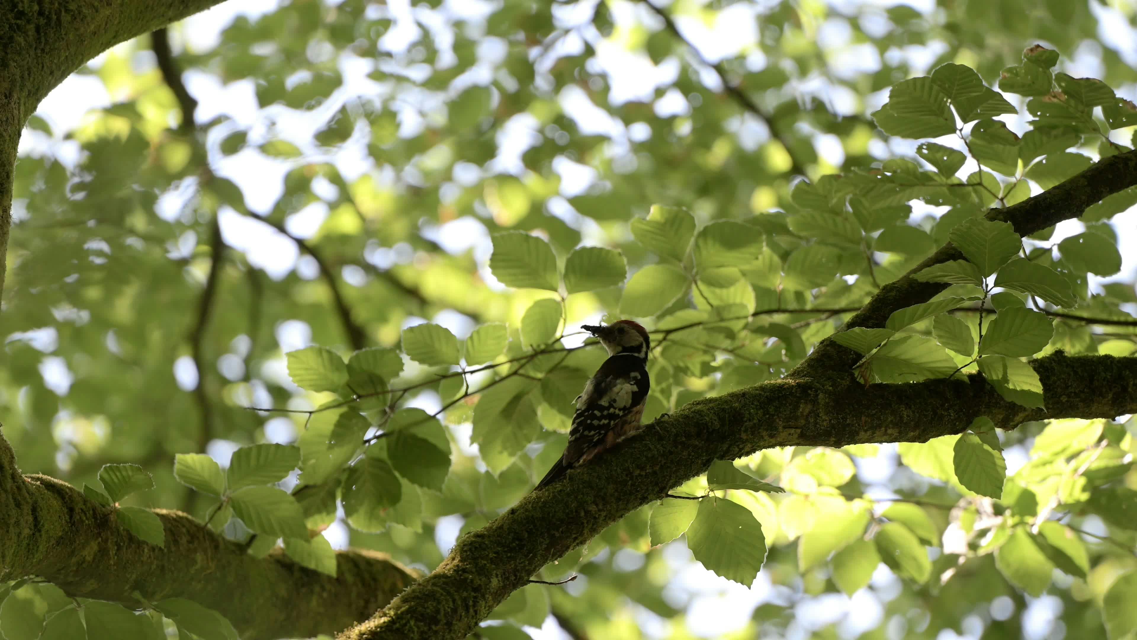 A bird is sitting on a tree branch Free Stock Video Footage, Royalty ...